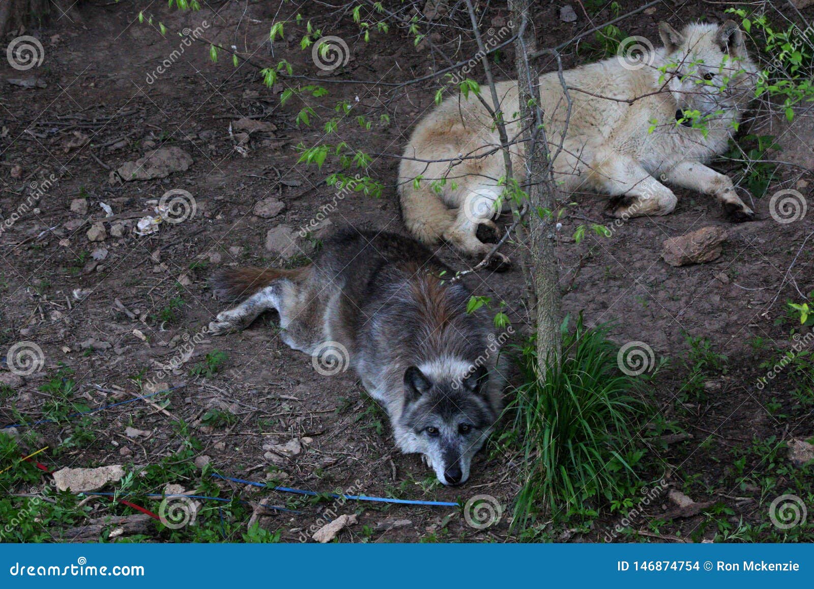 Alpha Wolves Royalty-Free Stock Image | CartoonDealer.com #83851360