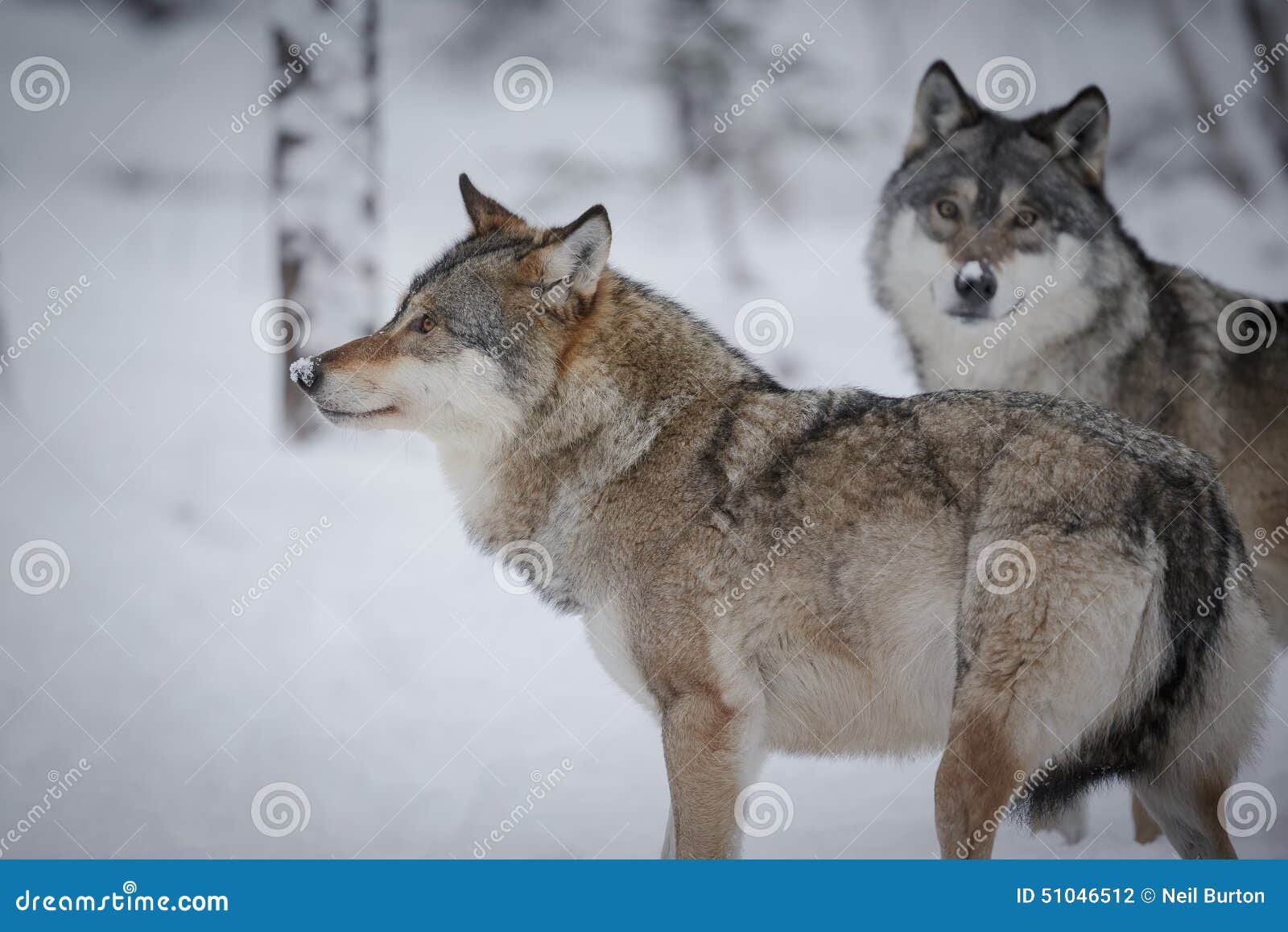 Grey Wolves in the Arctic Winter Stock Photo - Image of creature ...