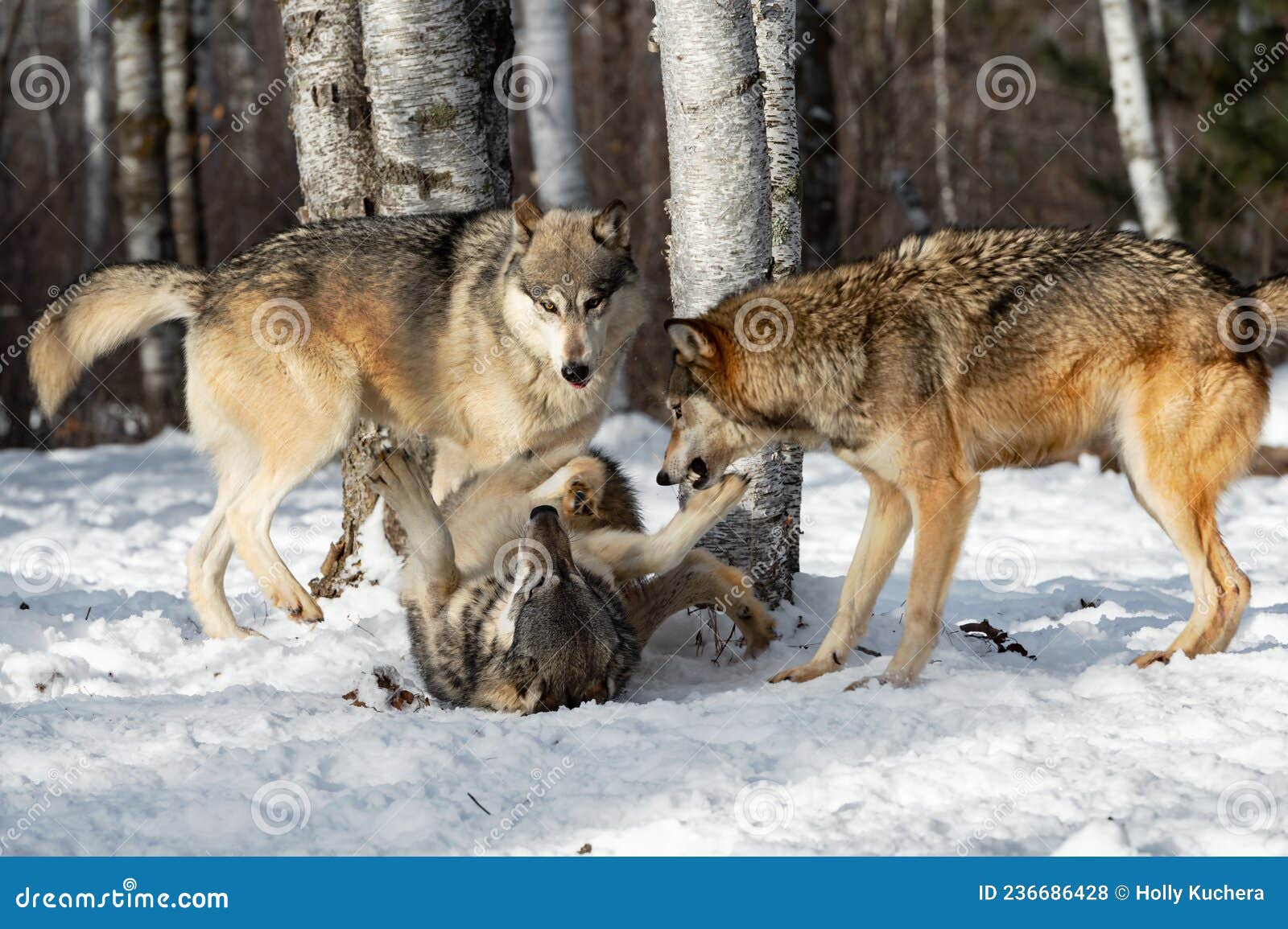 Grey Wolves Canis Lupus Dominate Pack Mate Rolling on Back Winter Stock ...