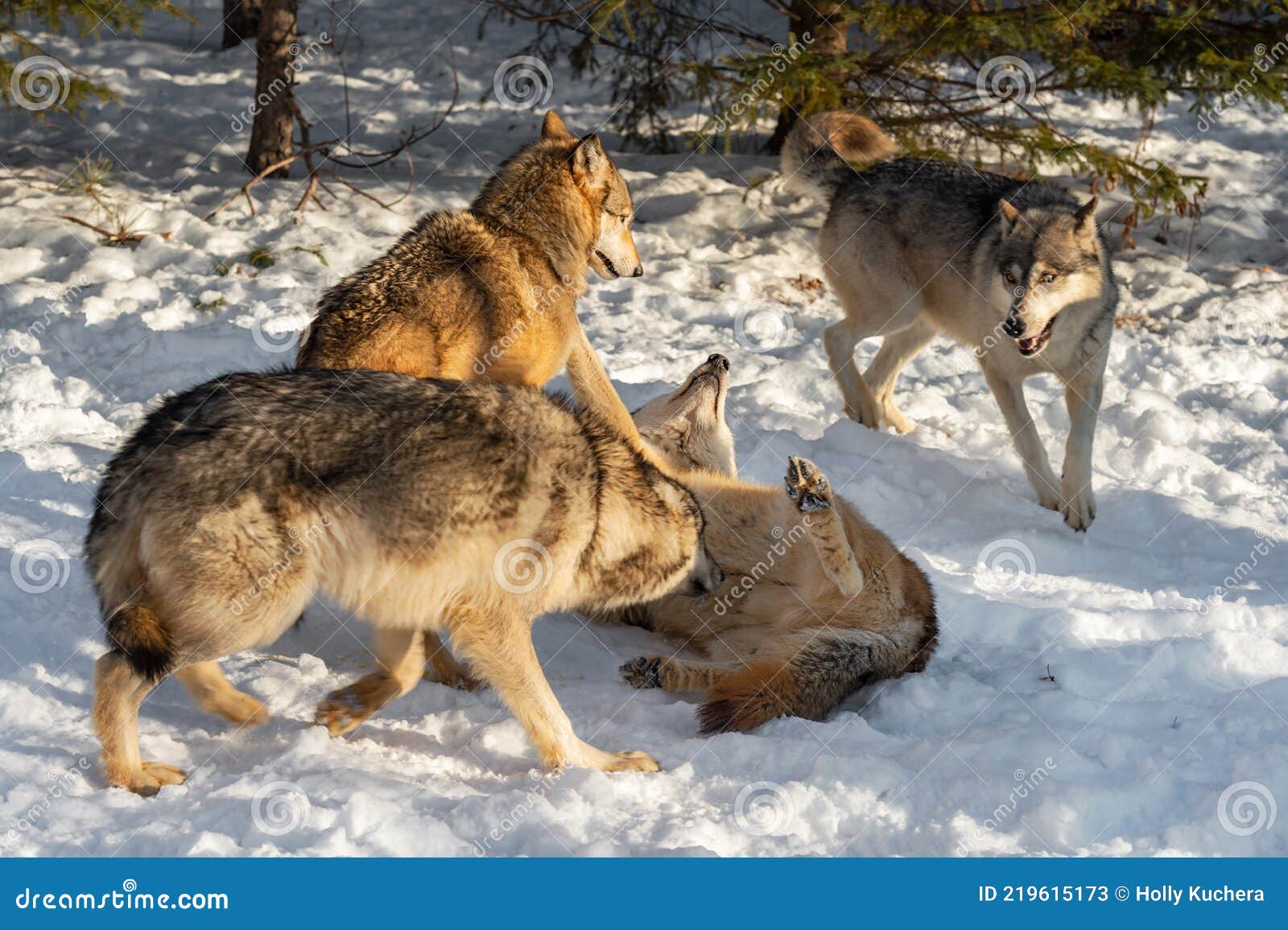 Grey Wolves Canis Lupus Gather Around Wolf on Back Winter Stock Image ...