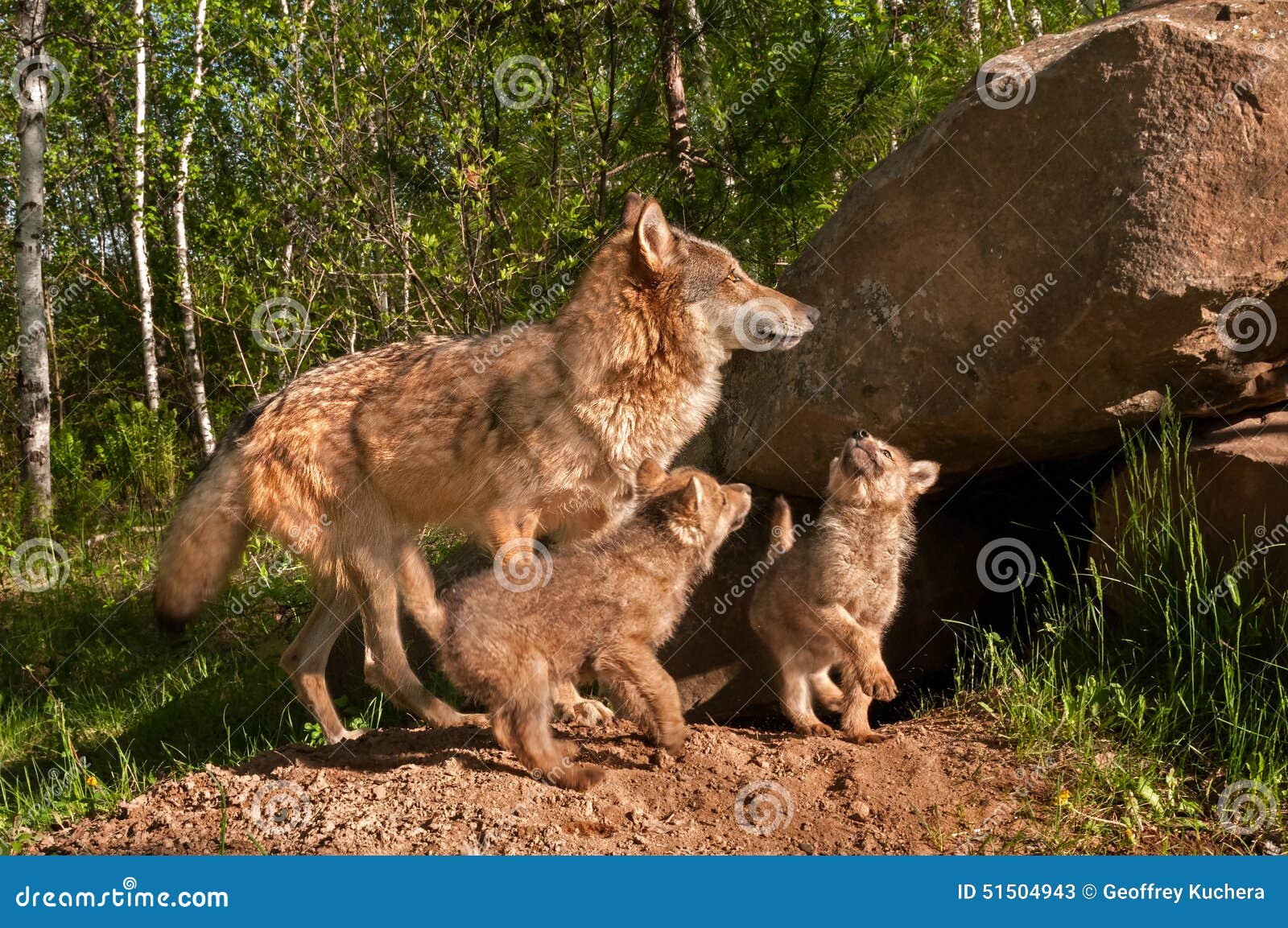 Grey Wolves (Canis Lupus) Jump about Outside Den Stock Image - Image of ...