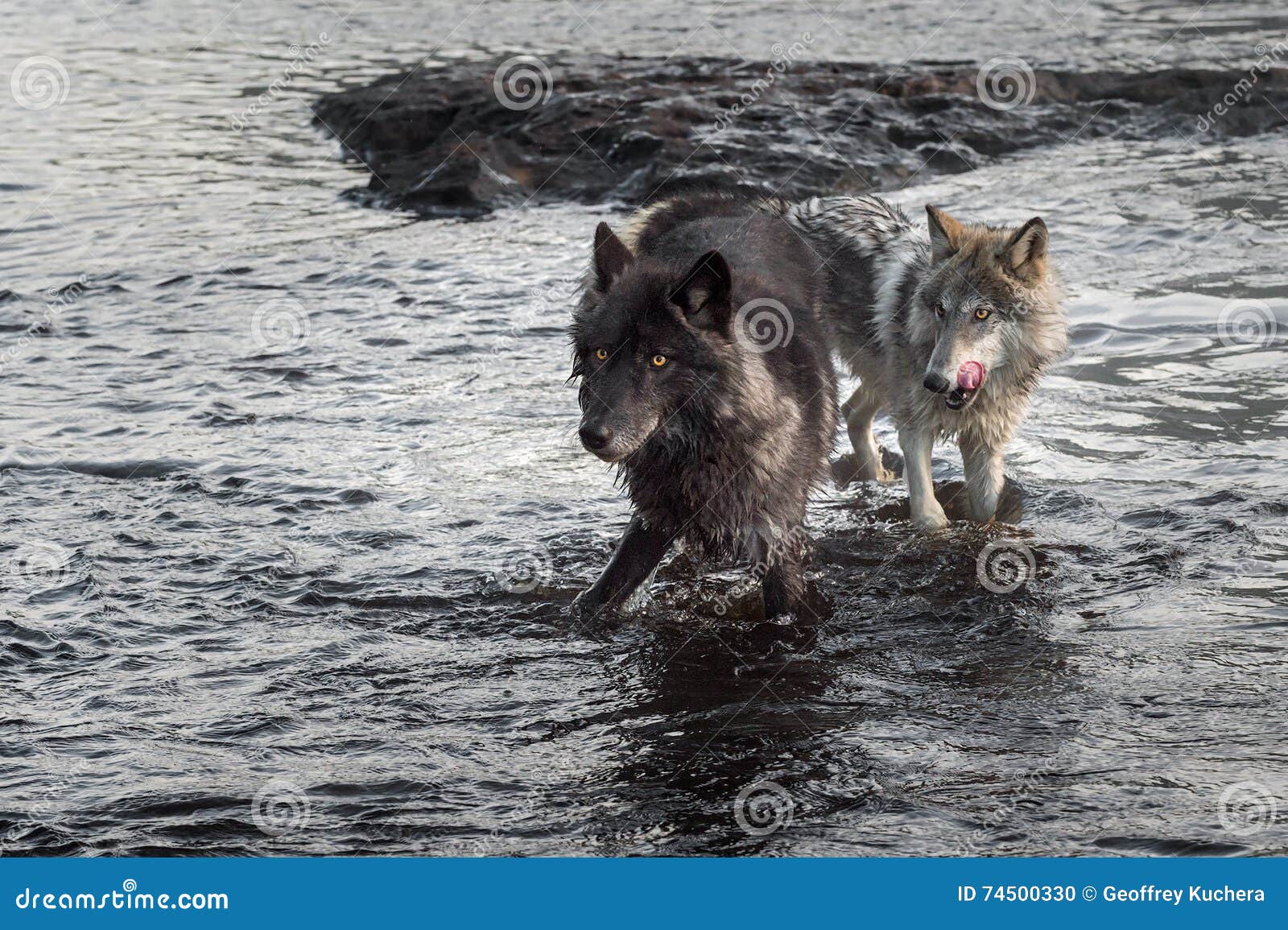 Grey Wolves (Canis Lupus) Look Out from River Stock Photo - Image of ...