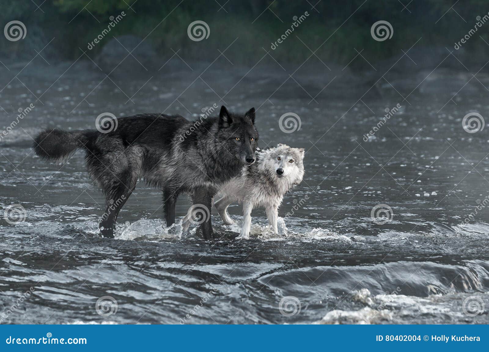 Grey Wolves Canis Lupus Look Out River Stock Photos - Free & Royalty ...