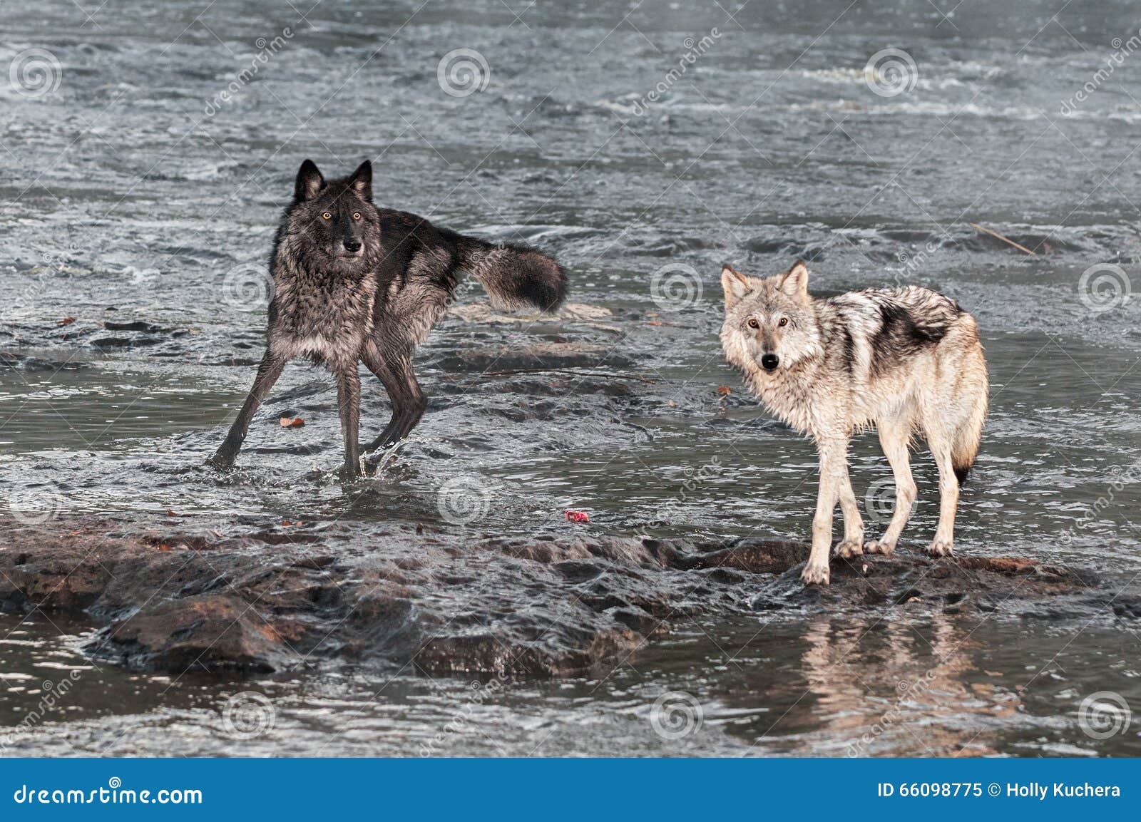 Grey Wolves (Canis Lupus) Look Up from River Stock Image - Image of ...