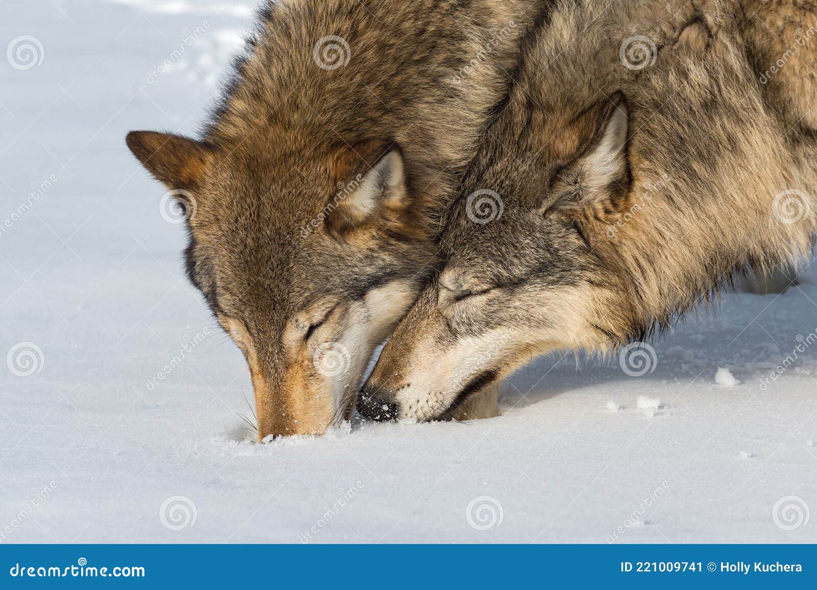 Grey Wolves Canis Lupus Noses Together Winter Stock Image - Image of ...