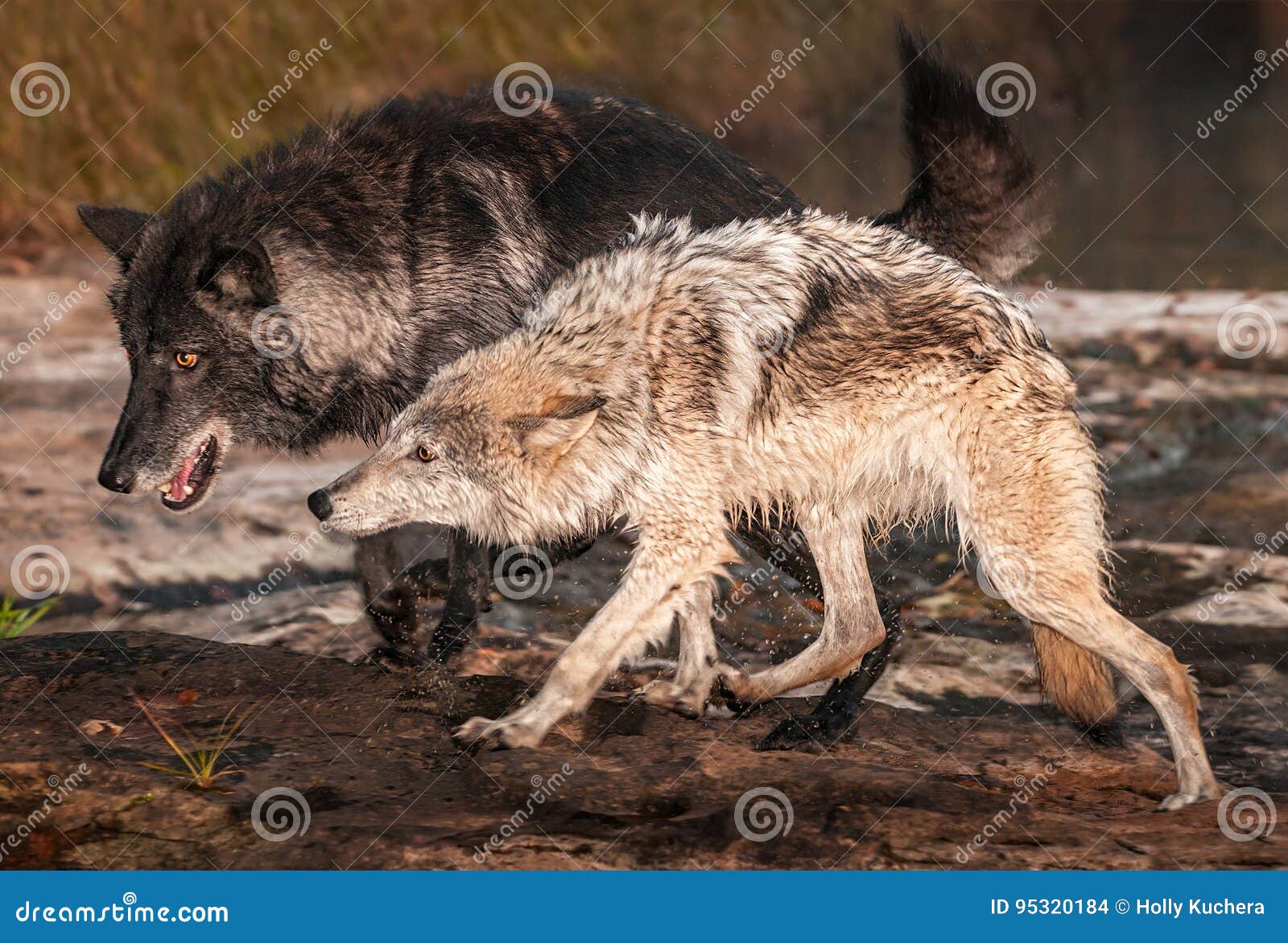 Grey Wolves Canis Lupus Run Out of River Stock Photo - Image of river ...