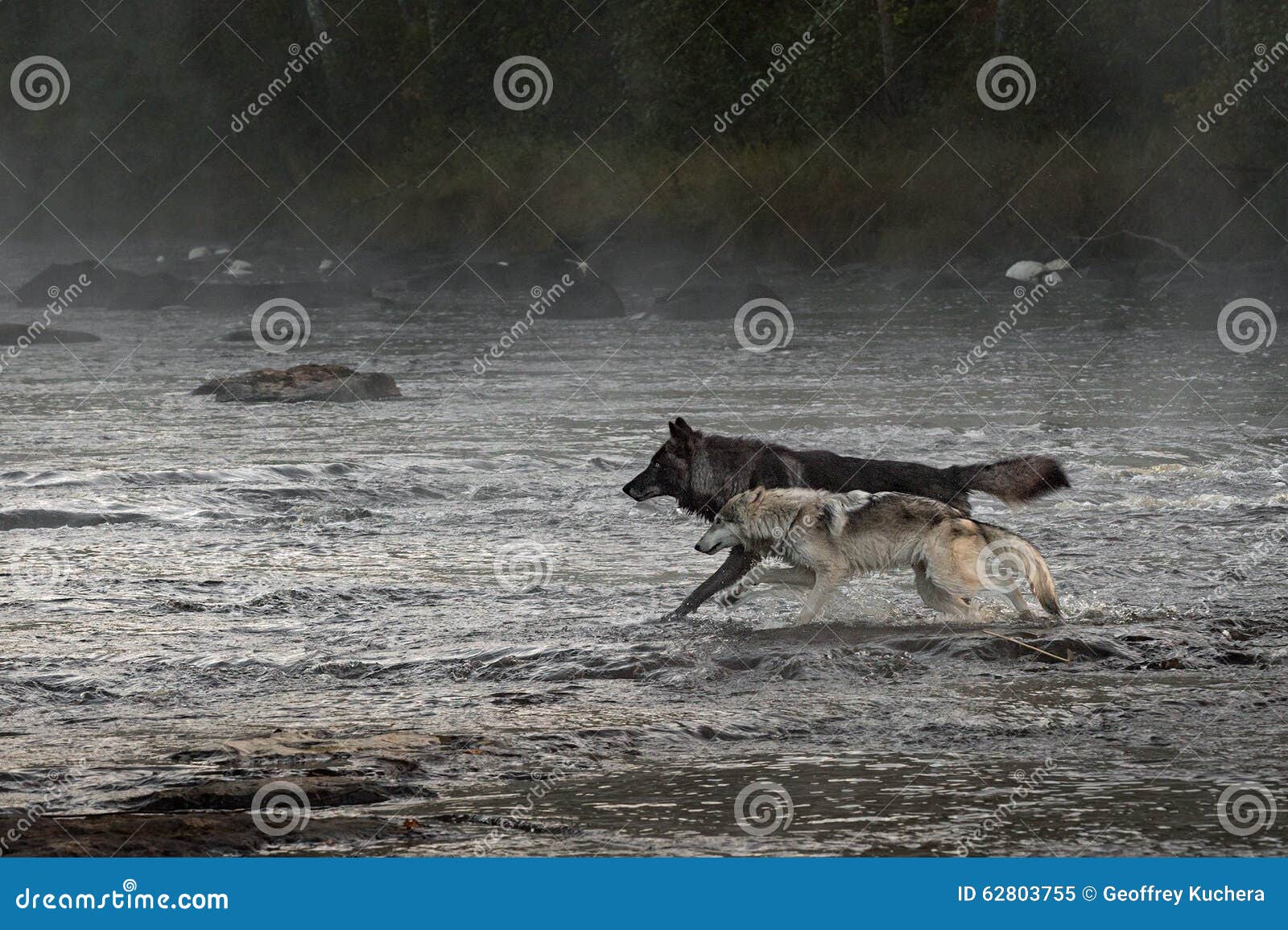Grey Wolves (Canis Lupus) Run in River Stock Image - Image of phase ...