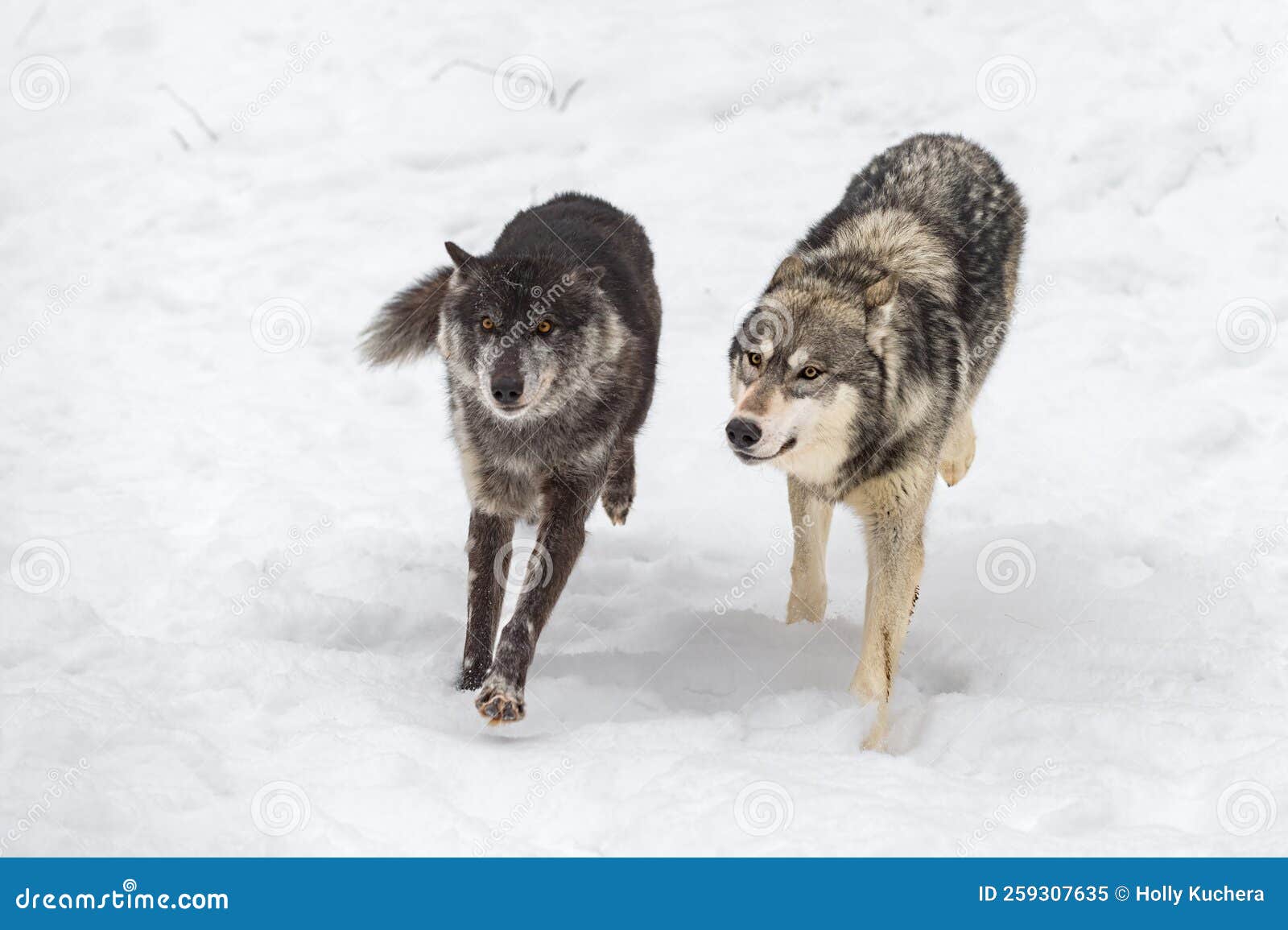 Grey Wolves Canis Lupus Run Together in Snow Winter Stock Image - Image ...