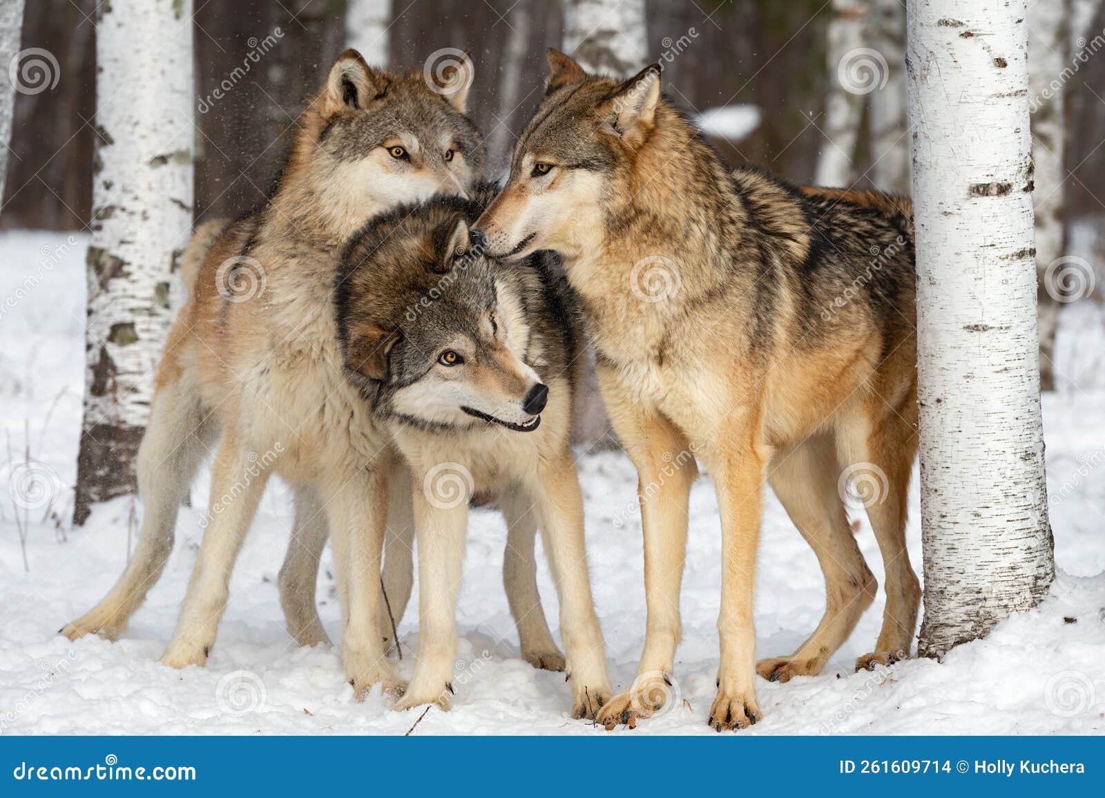 Grey Wolves Canis Lupus Sniff at Third Winter Stock Photo - Image of ...