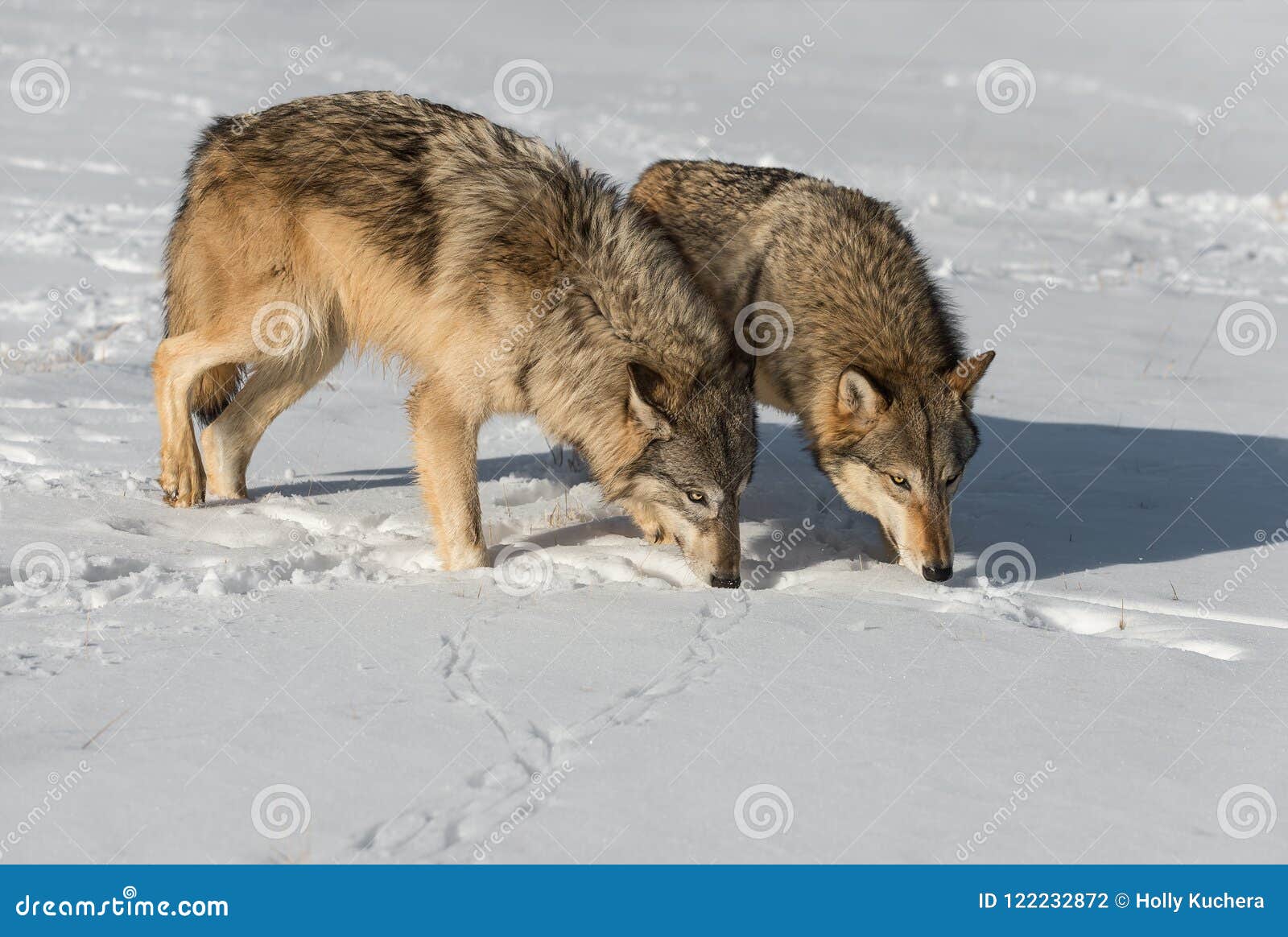 Grey Wolves Canis Lupus Sniff Together Stock Photo - Image of timber ...