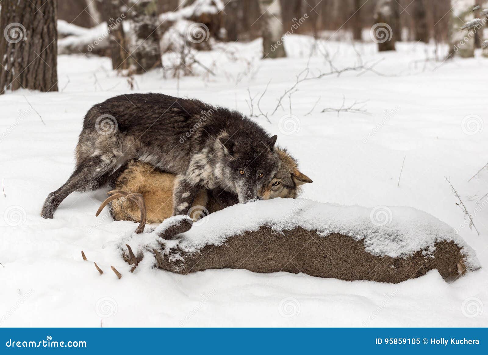 Grey Wolves Canis Lupus Tussle Over White-Tail Deer Stock Image - Image ...
