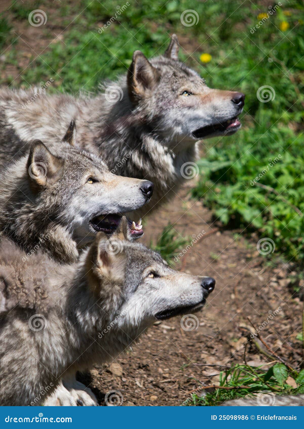 Grey Wolves Pack Looking Up Royalty Free Stock Image - Image: 25098986