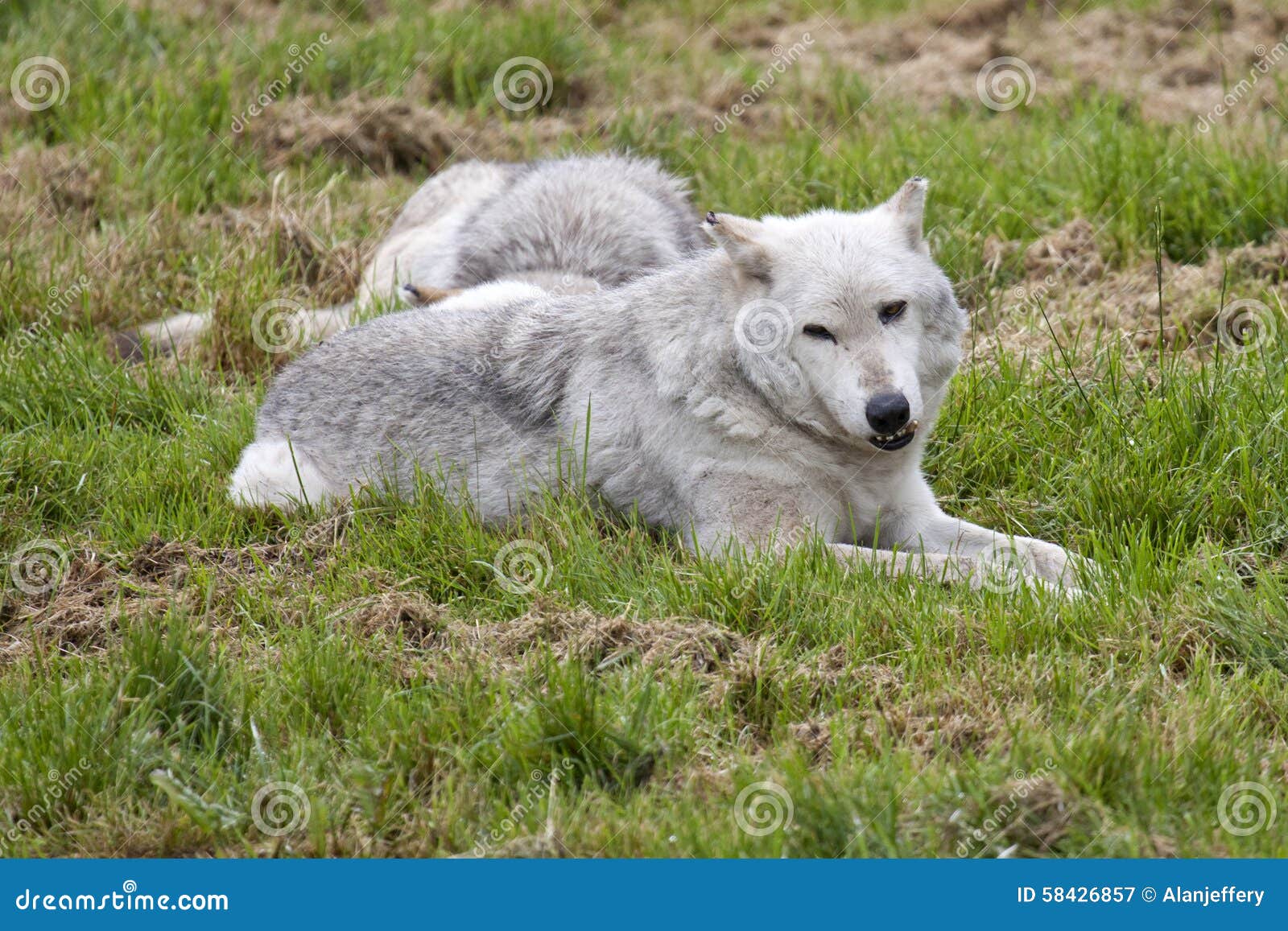 Grey Wolves stock image. Image of animal, nature, mammal - 58426857