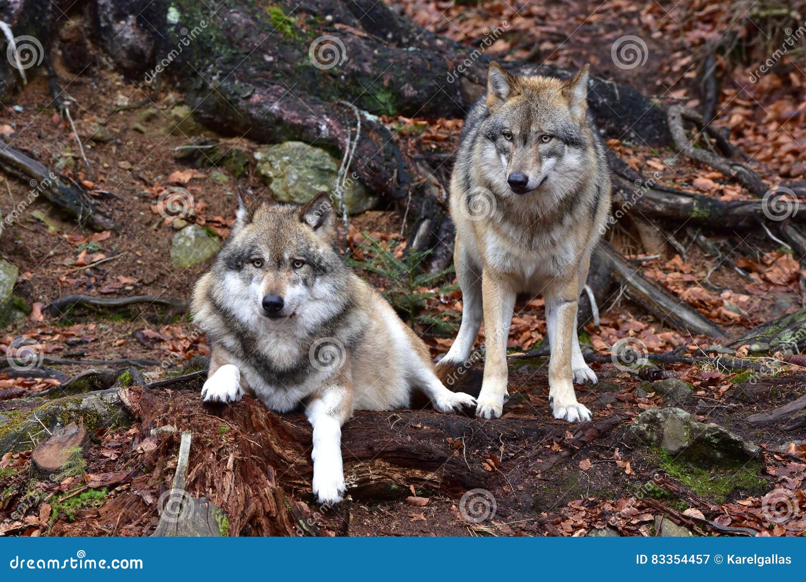 Grey wolves stock image. Image of wildlife, brown, grey - 83354457