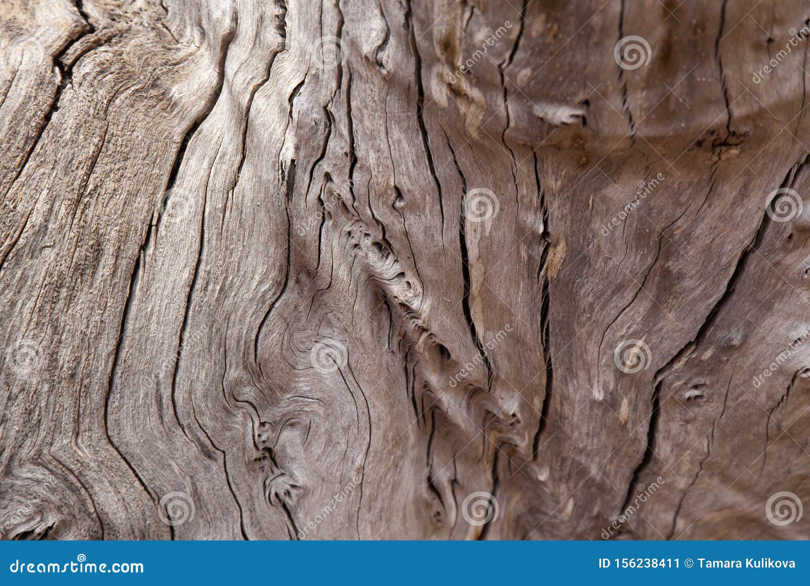 Dead tree background stock image. Image of grey, flammable - 156238411