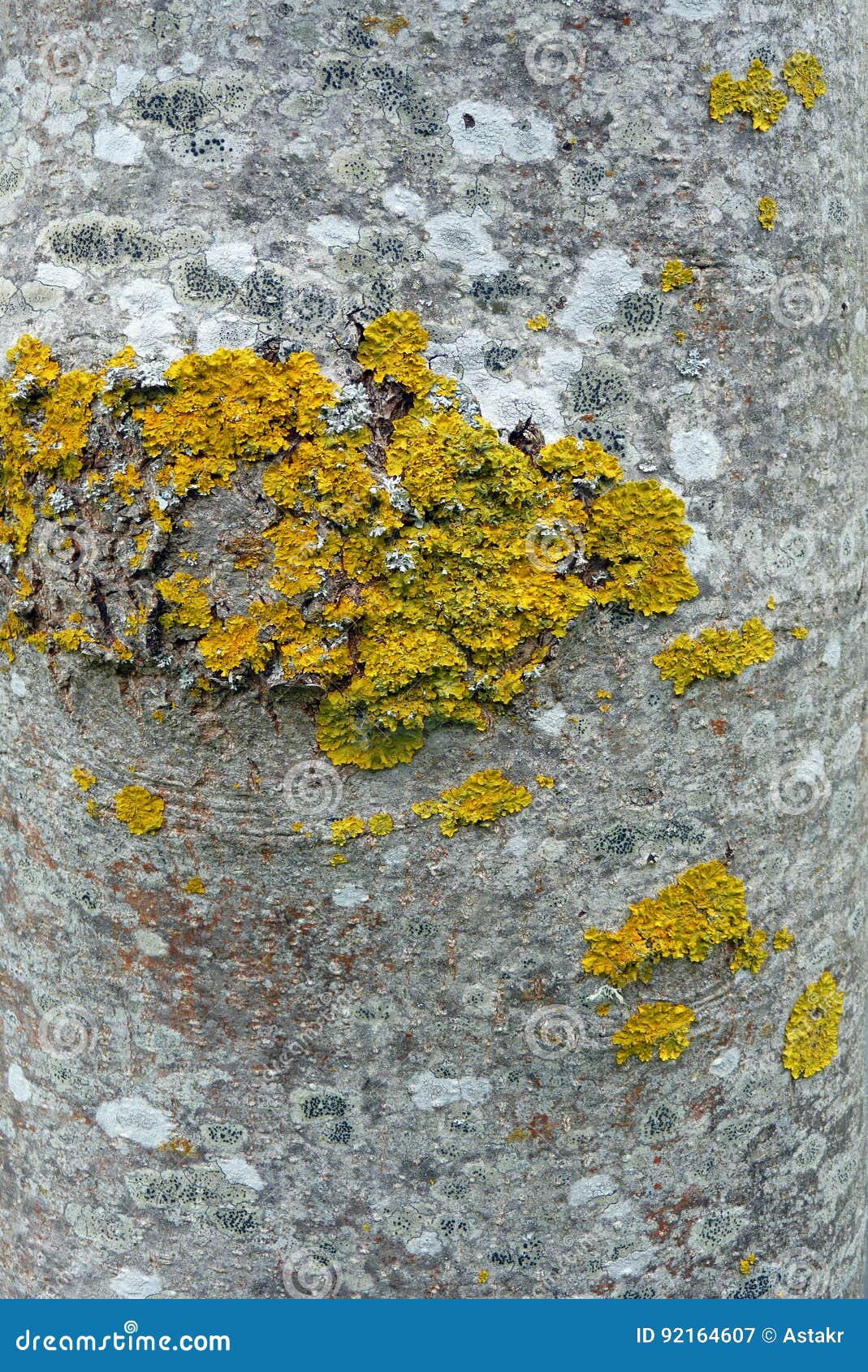 Grey Wood Texture with the Moss. Stock Image - Image of house, leaf ...