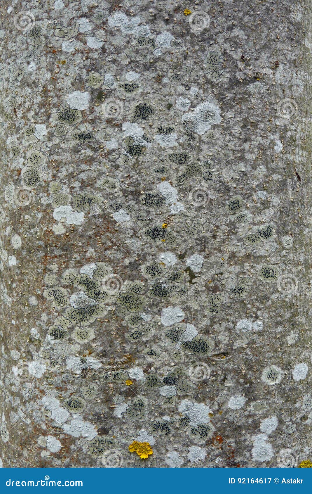 Grey Wood Texture With The Moss. Royalty-Free Stock Photo ...