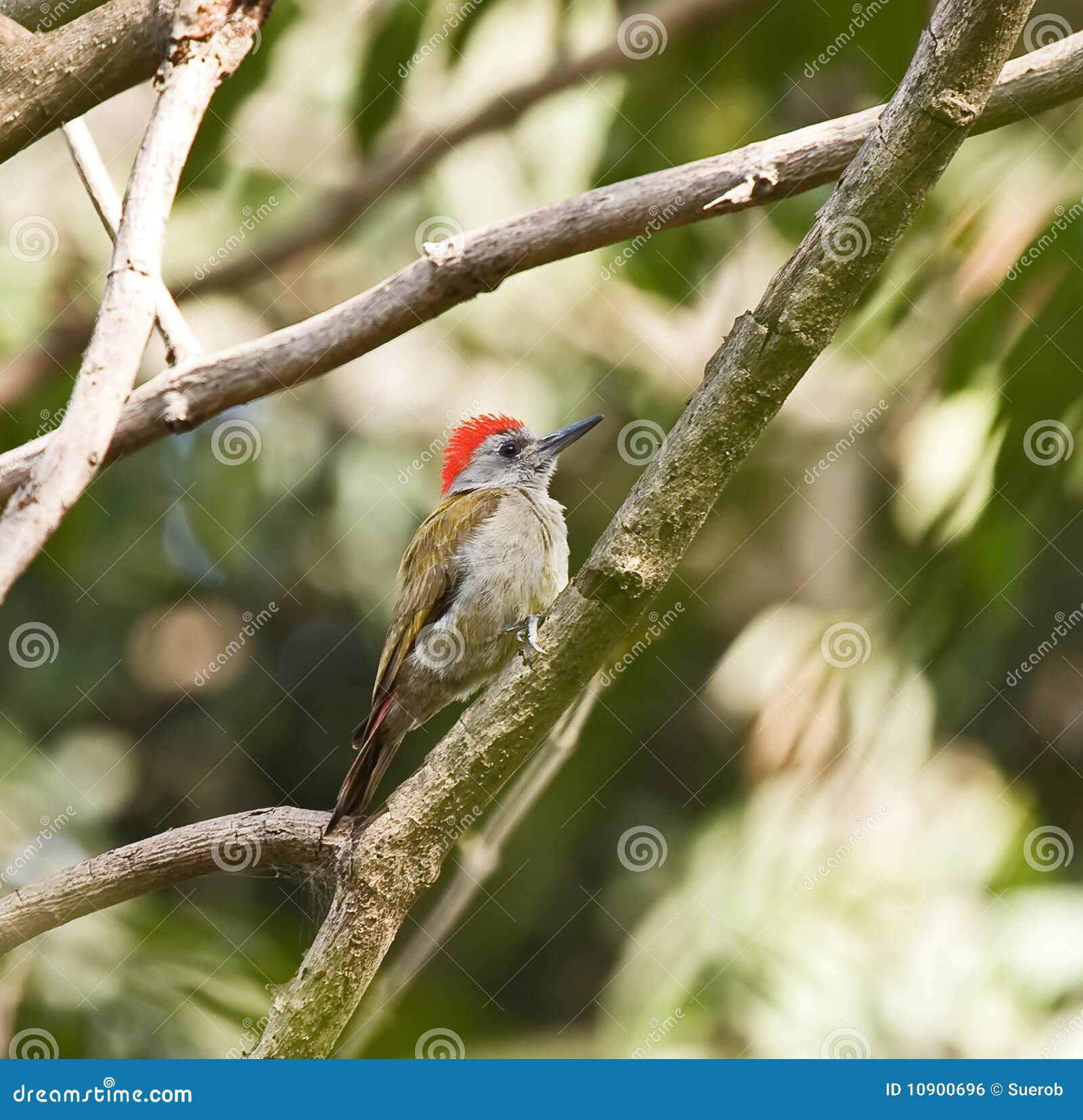 Grey Woodpecker stock photo. Image of tourist, bird, gambia - 10900696