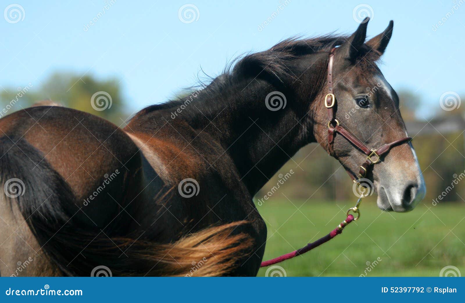 Grey yearling horse stock photo. Image of sporthorse - 52397792