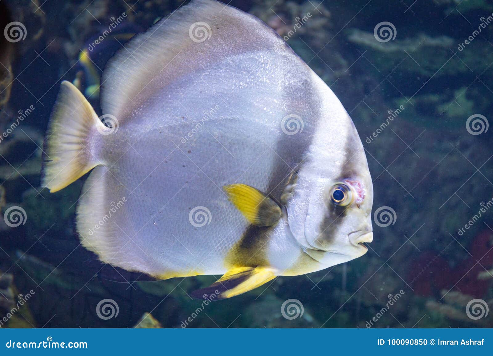 A grey and yellow fish stock photo. Image of beauty - 100090850