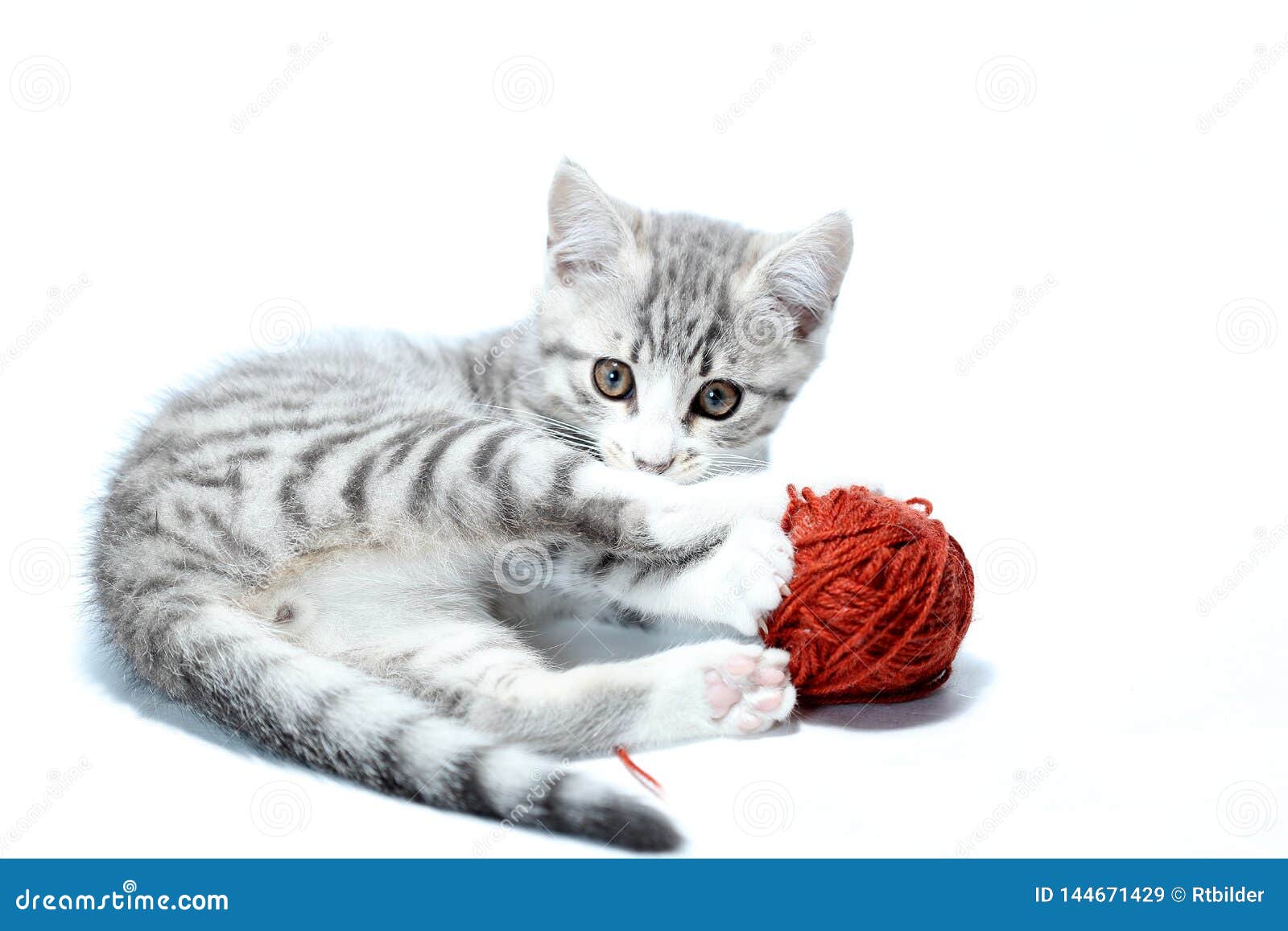 Grey young cat is playing stock image. Image of isolated - 144671429