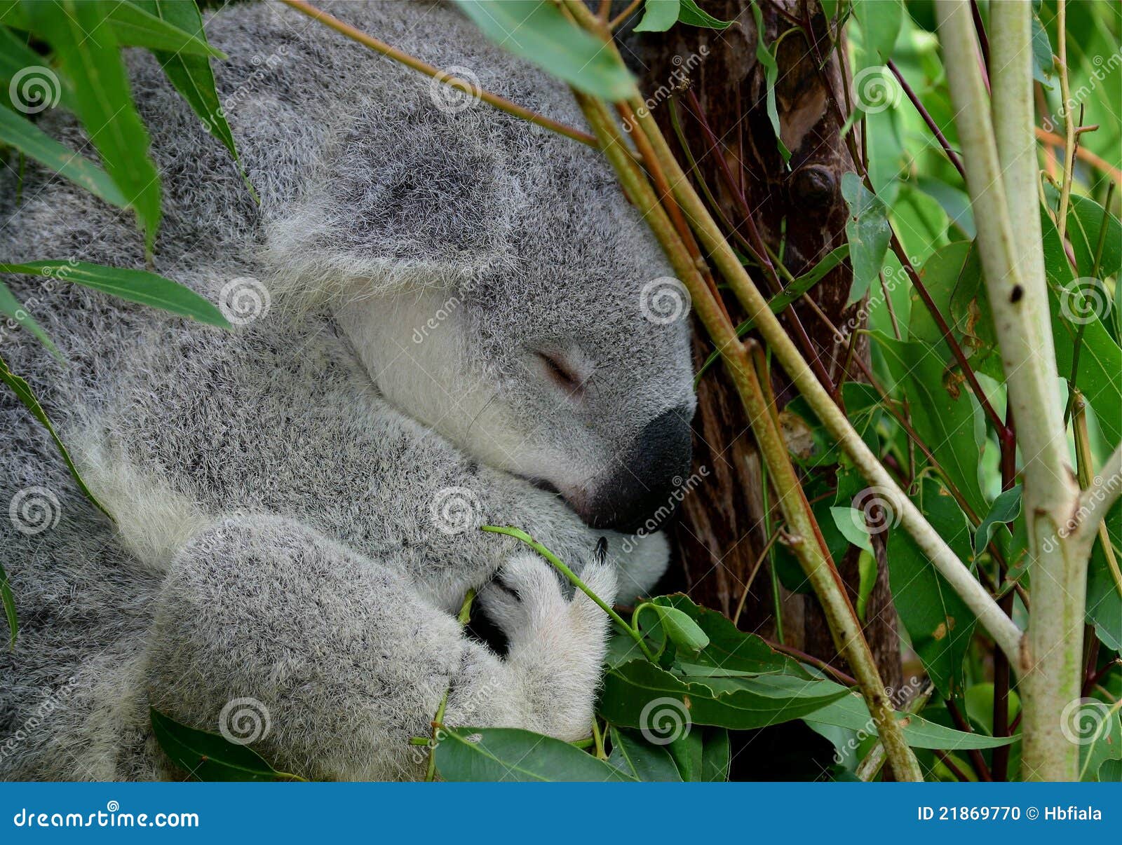 Grey young koala stock photo. Image of cuddly, daylight - 21869770