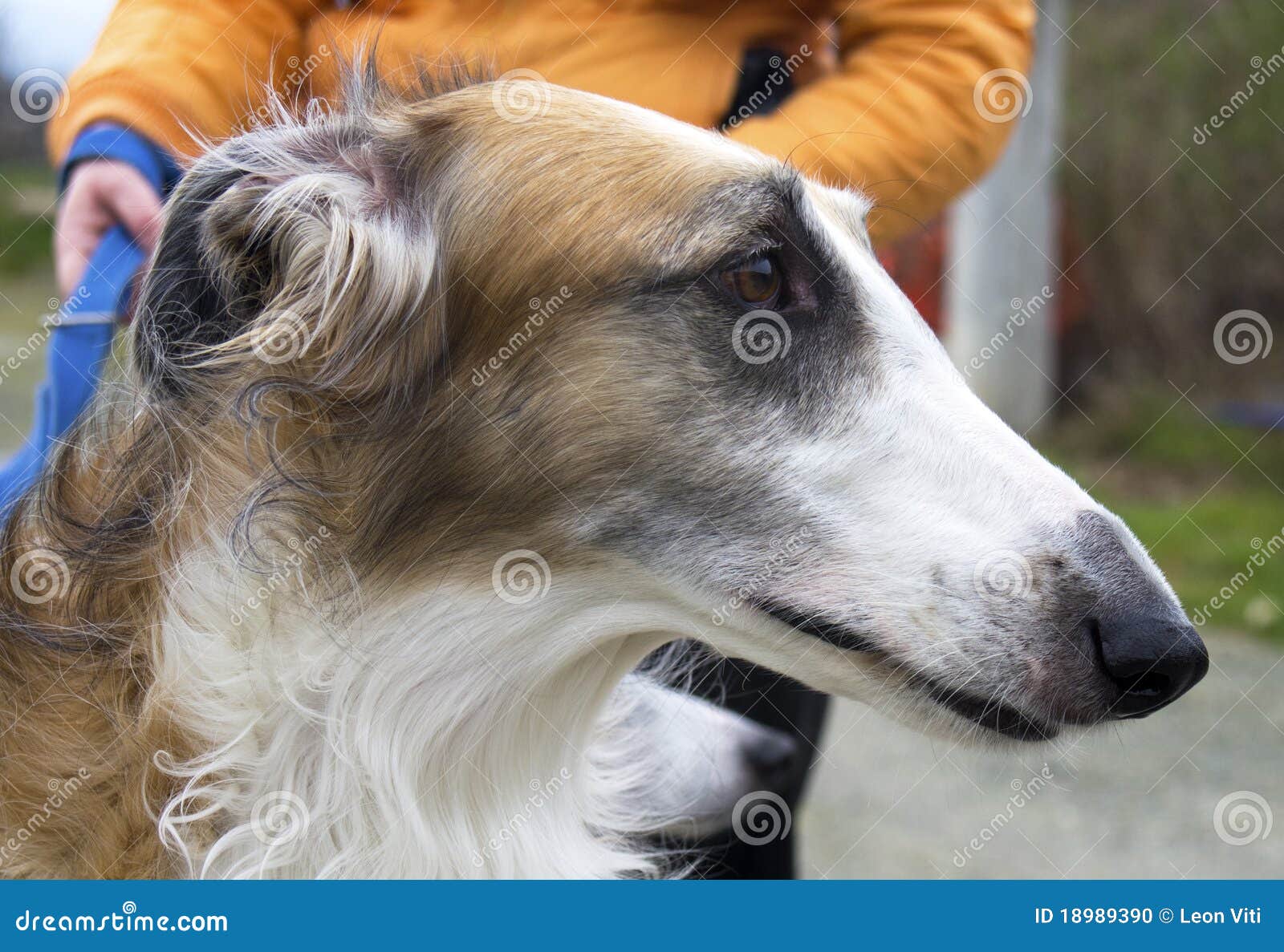 Greyhound stock photo. Image of grey, pure, beautiful - 18989390