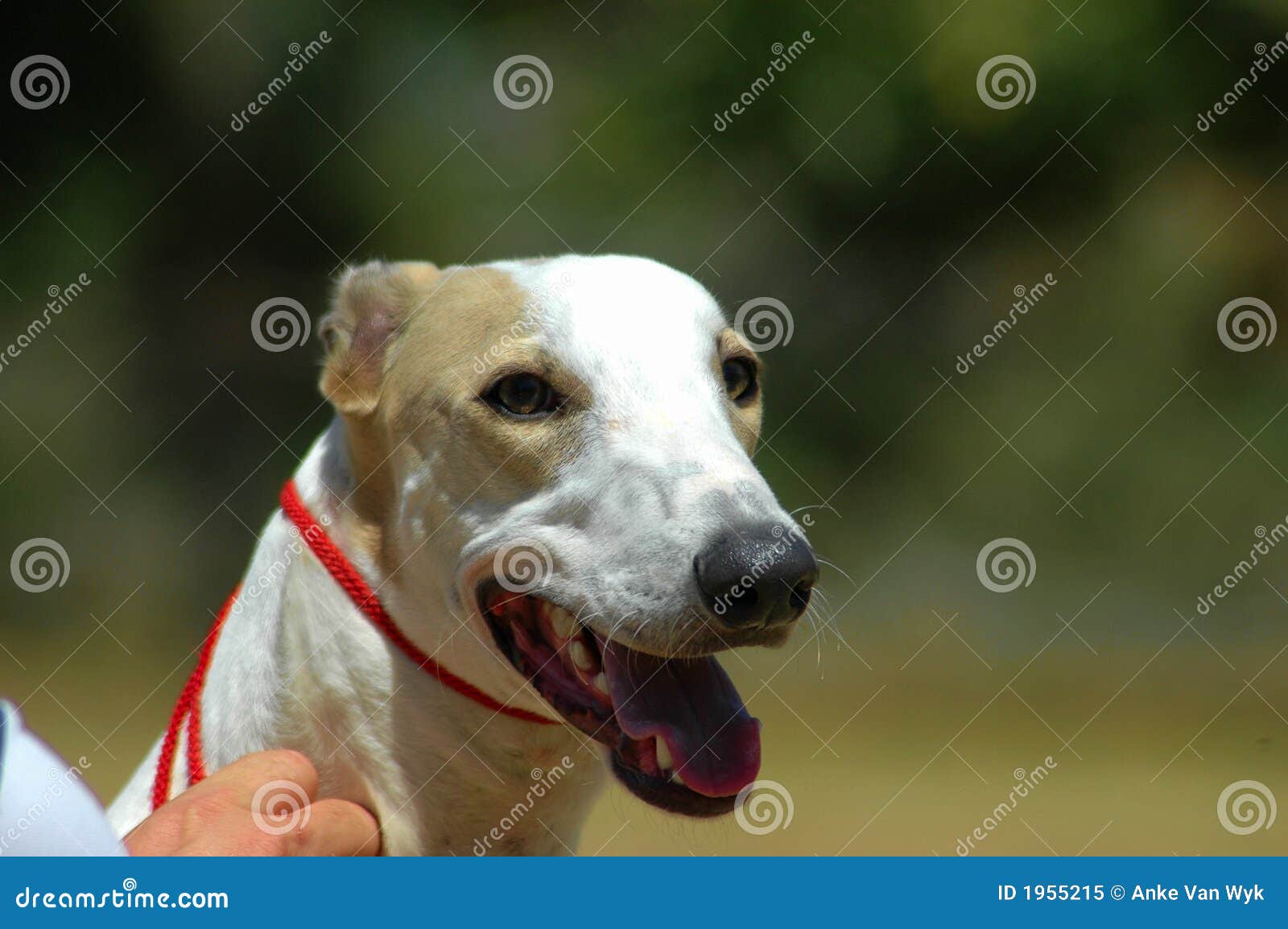 Greyhound stock image. Image of dogs, animals, hound, looking - 1955215