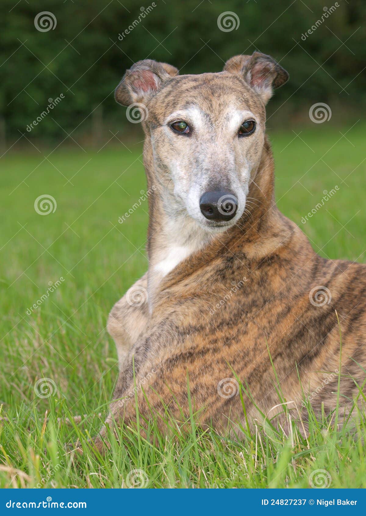 Greyhound stock image. Image of outdoors, black, brown - 24827237