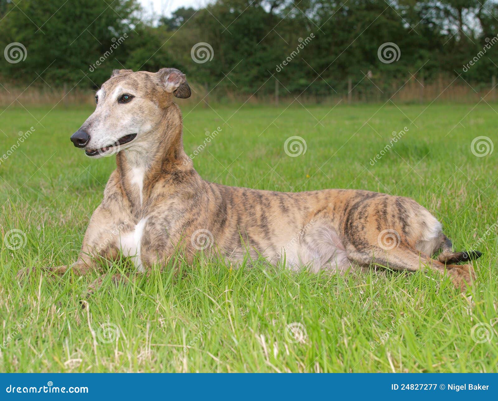Greyhound stock image. Image of brown, mouth, looking - 24827277
