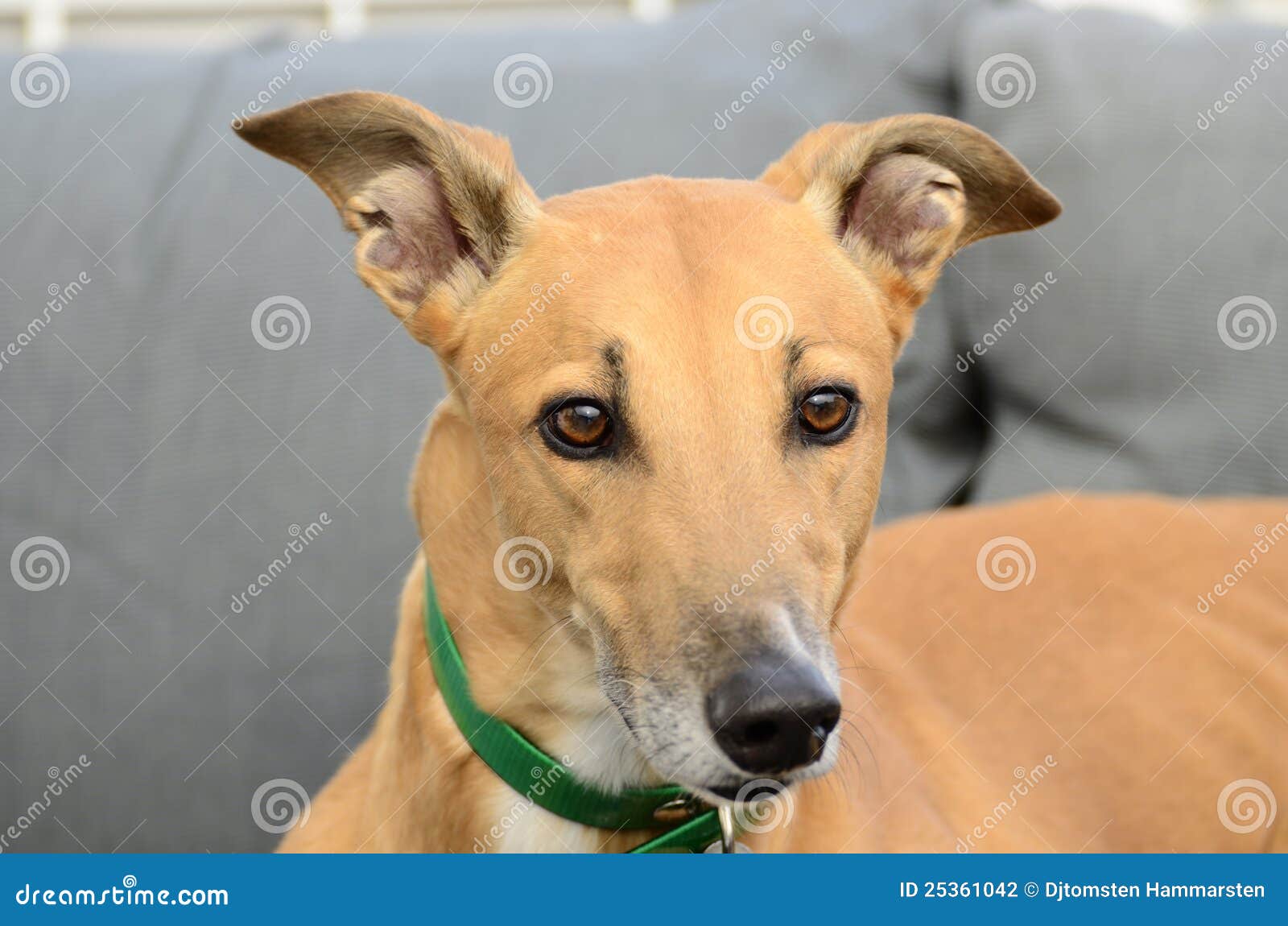 A Greyhound stock photo. Image of ears, nose, brownish - 25361042