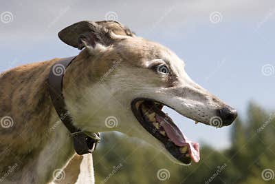 Greyhound stock photo. Image of eyes, sight, greyhound - 3265998