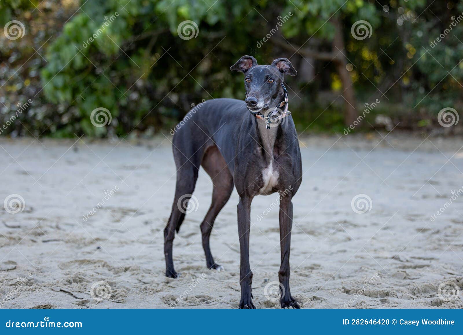 Greyhound Breed Dog on a Relaxing Walk Along the Sand at the Beach ...