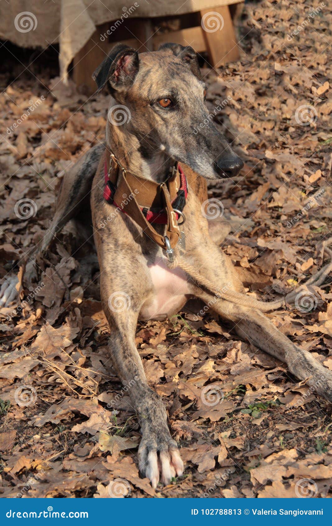 Dog greyhound stock image. Image of color, hairy, careful - 102788813