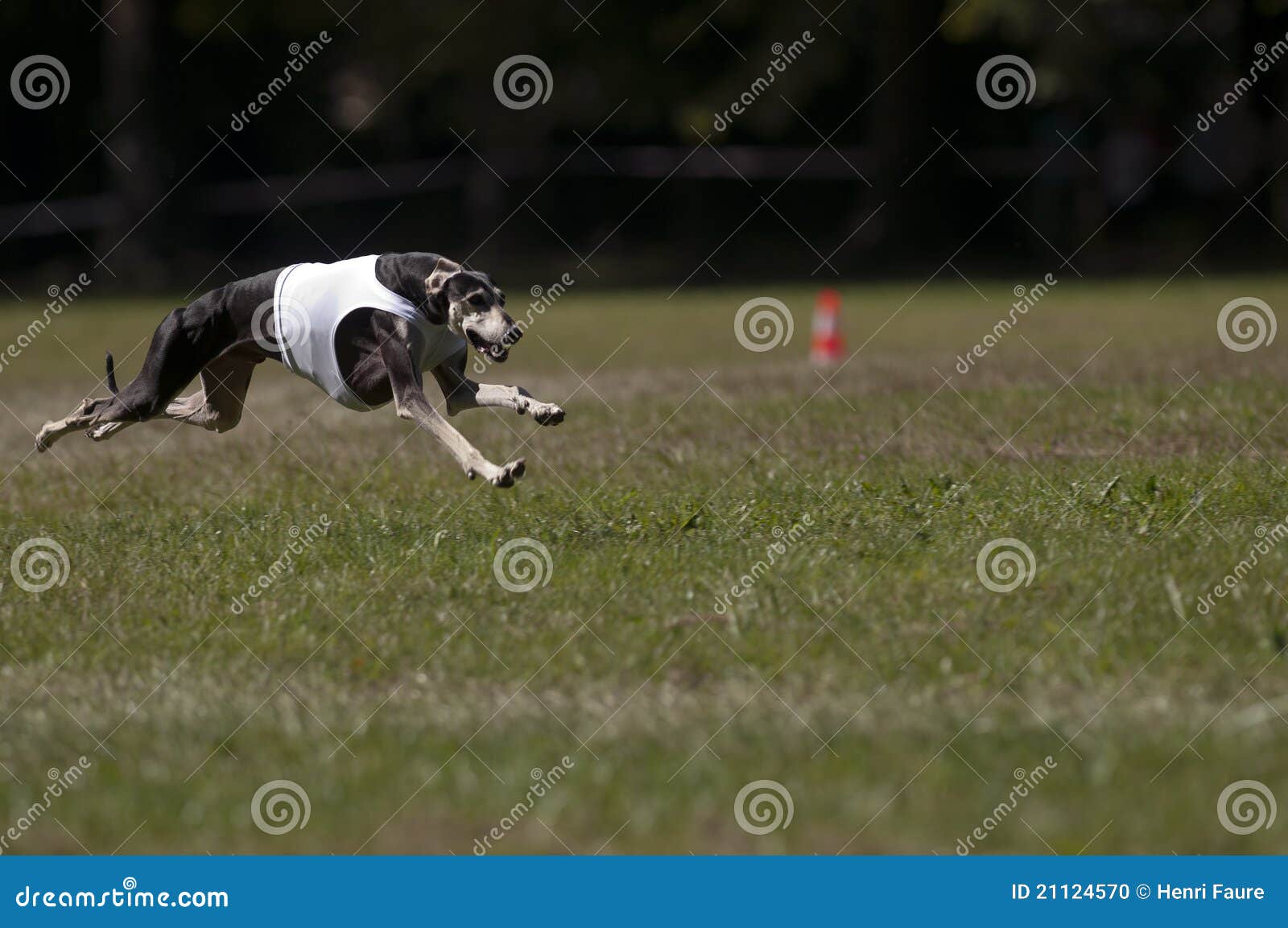 Greyhound coursing stock photo. Image of sighthound, lawn - 21124570