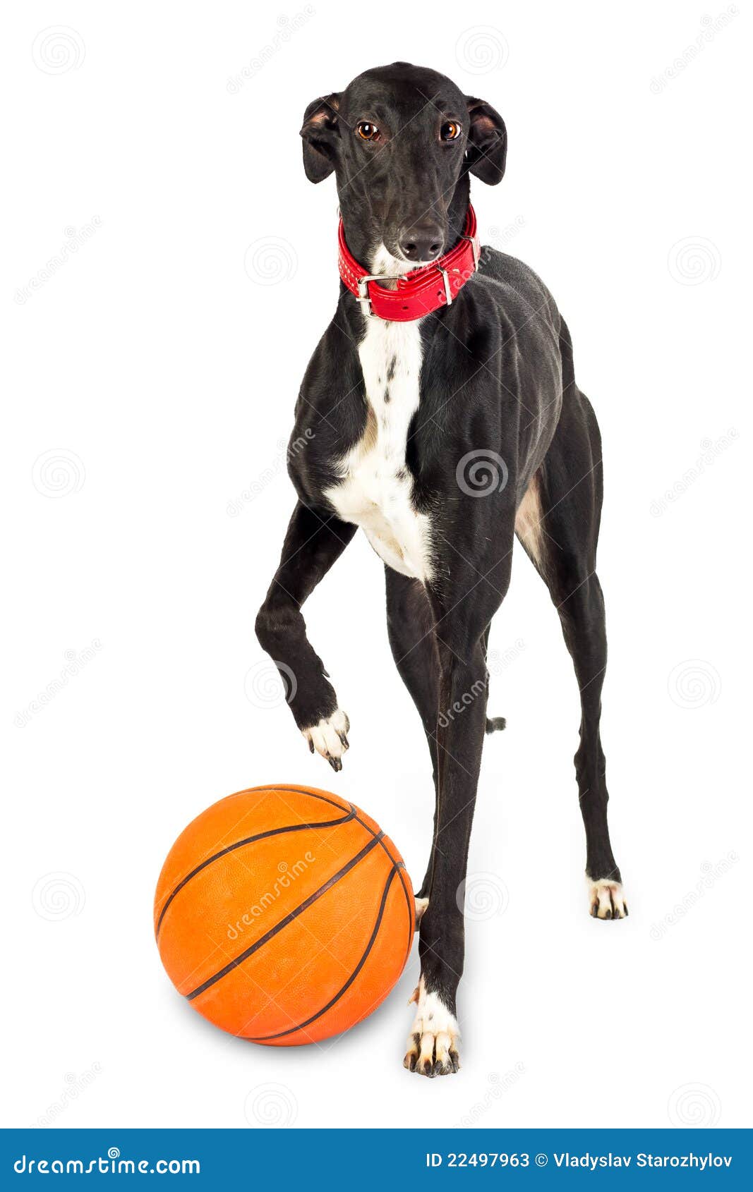 Playing Basketball Dog Stock Photos - Free & Royalty-Free Stock Photos ...