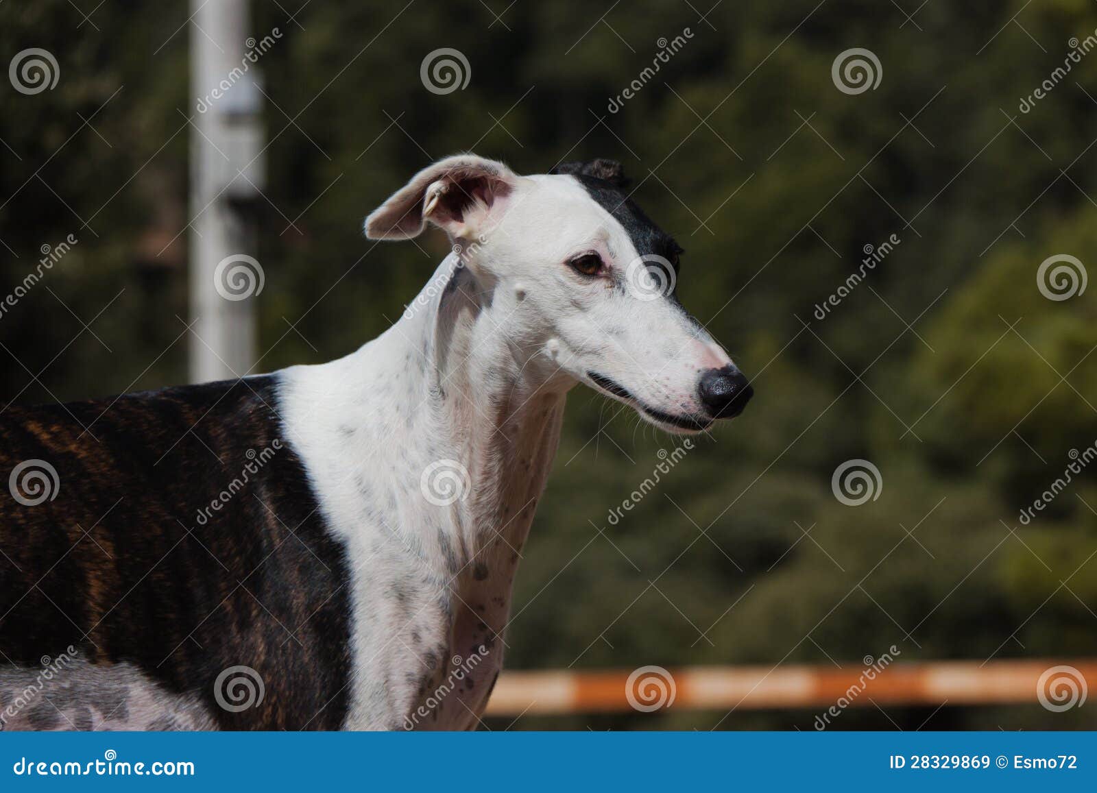Greyhound dog stock image. Image of europe, open, white - 28329869