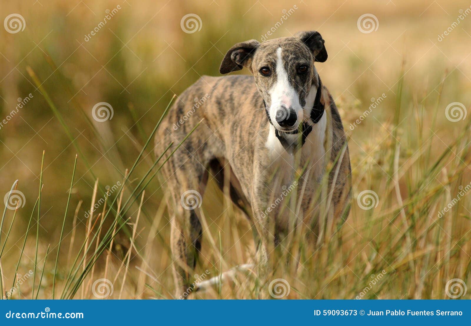 115 Buzzard Dog Stock Photos - Free & Royalty-Free Stock Photos from ...
