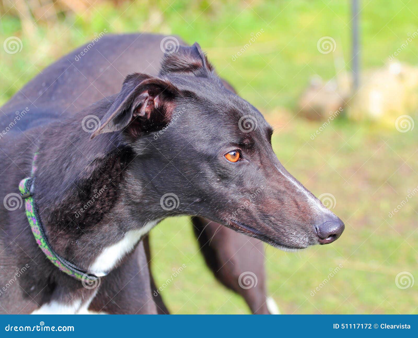 Greyhound Dog Face Alert. Close Up. Stock Photo - Image of hound ...