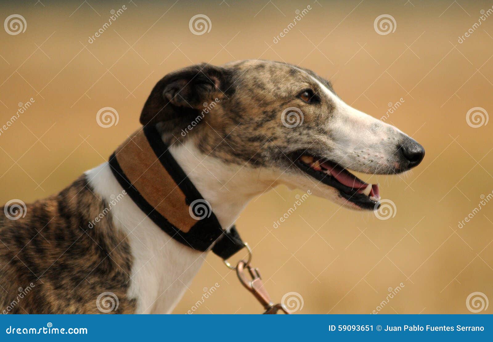 A greyhound dog stock image. Image of wildlife, golden - 59093651