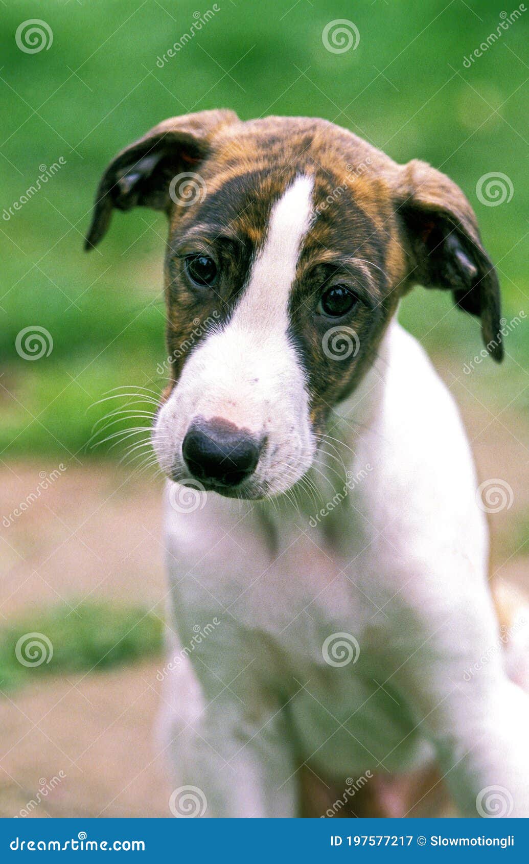 Greyhound Dog, Pup stock image. Image of canine, mammal - 197577217