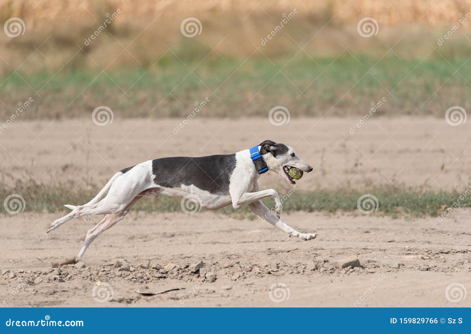 Greyhound Dog Running in Training Stock Photo - Image of feet ...