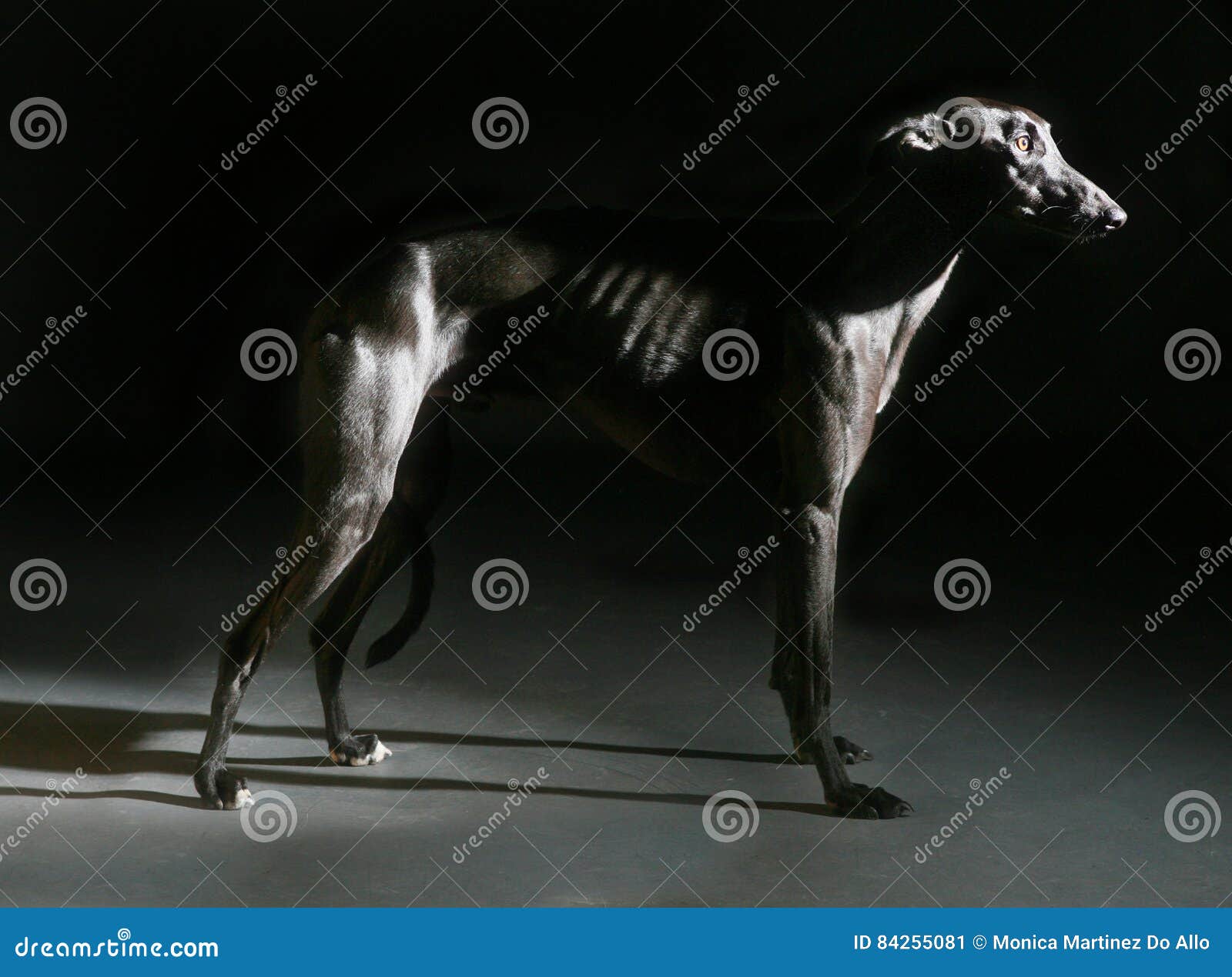 Greyhound dog shadow stock image. Image of greyhound - 84255081