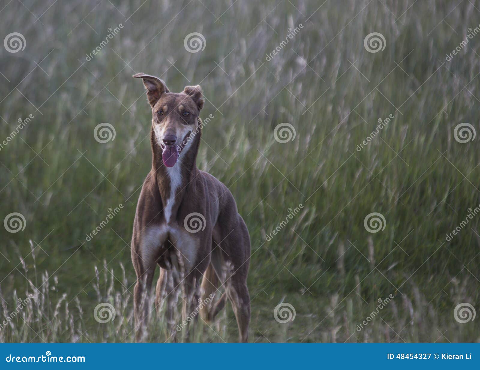 Greyhound Spotted Stock Photos - Free & Royalty-Free Stock Photos from ...