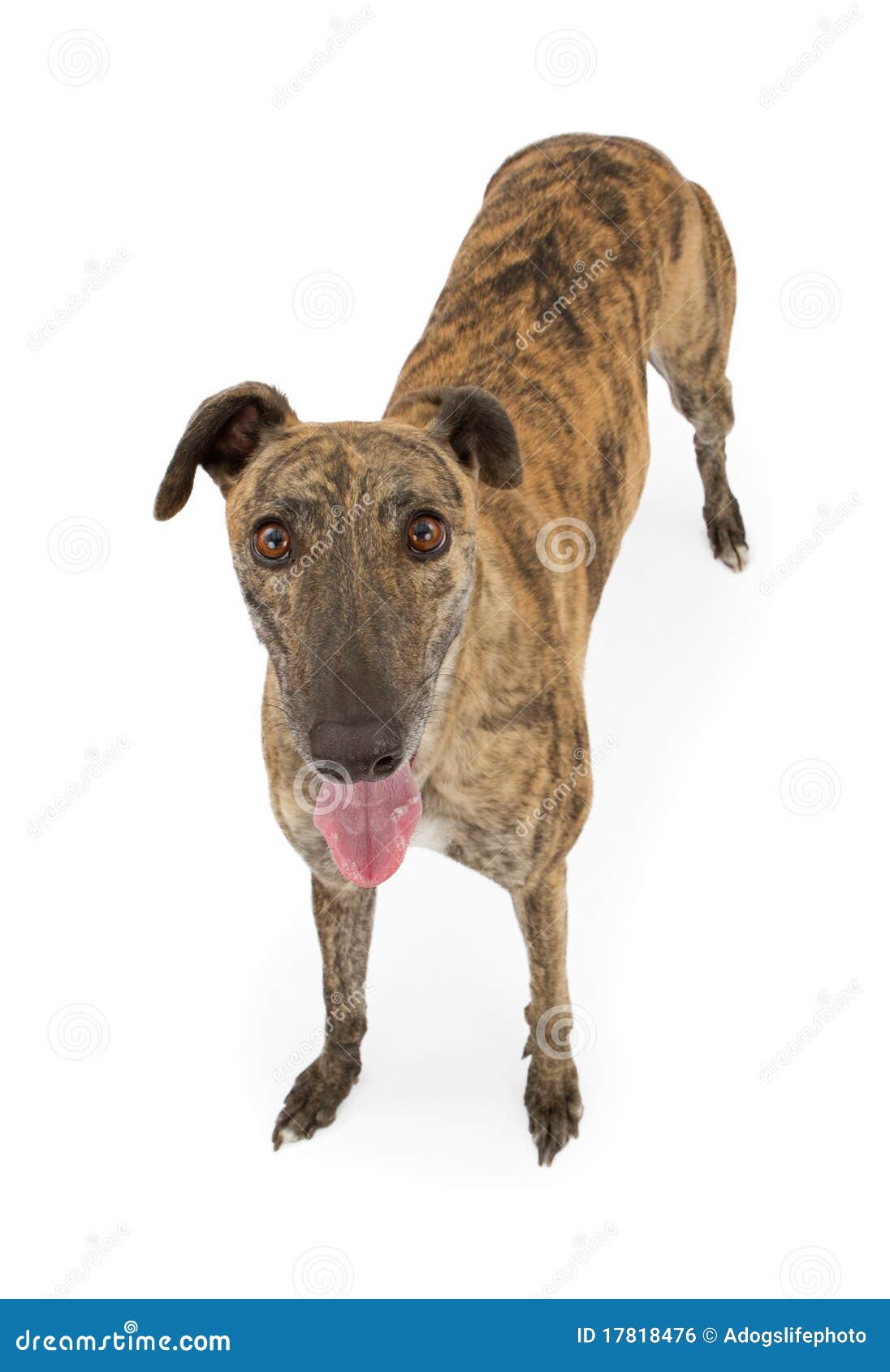 Greyhound Dog Standing Up stock photo. Image of show - 17818476