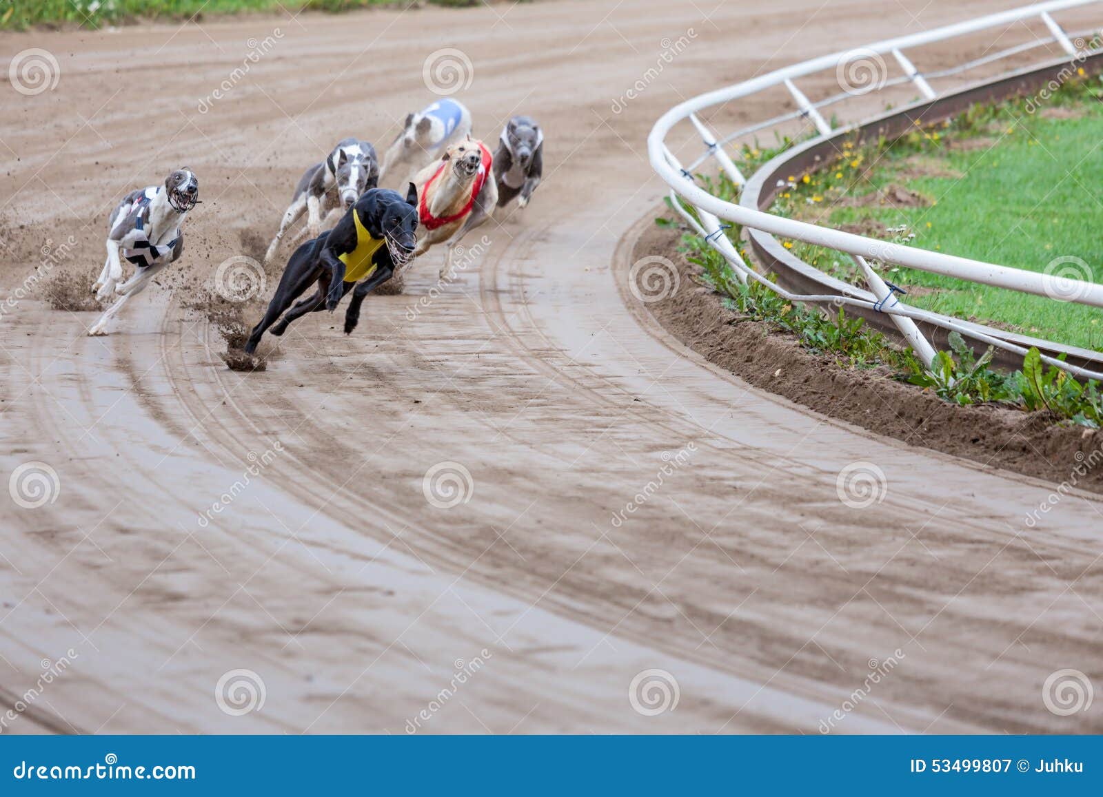 Greyhound dogs racing stock image. Image of competition - 53499807