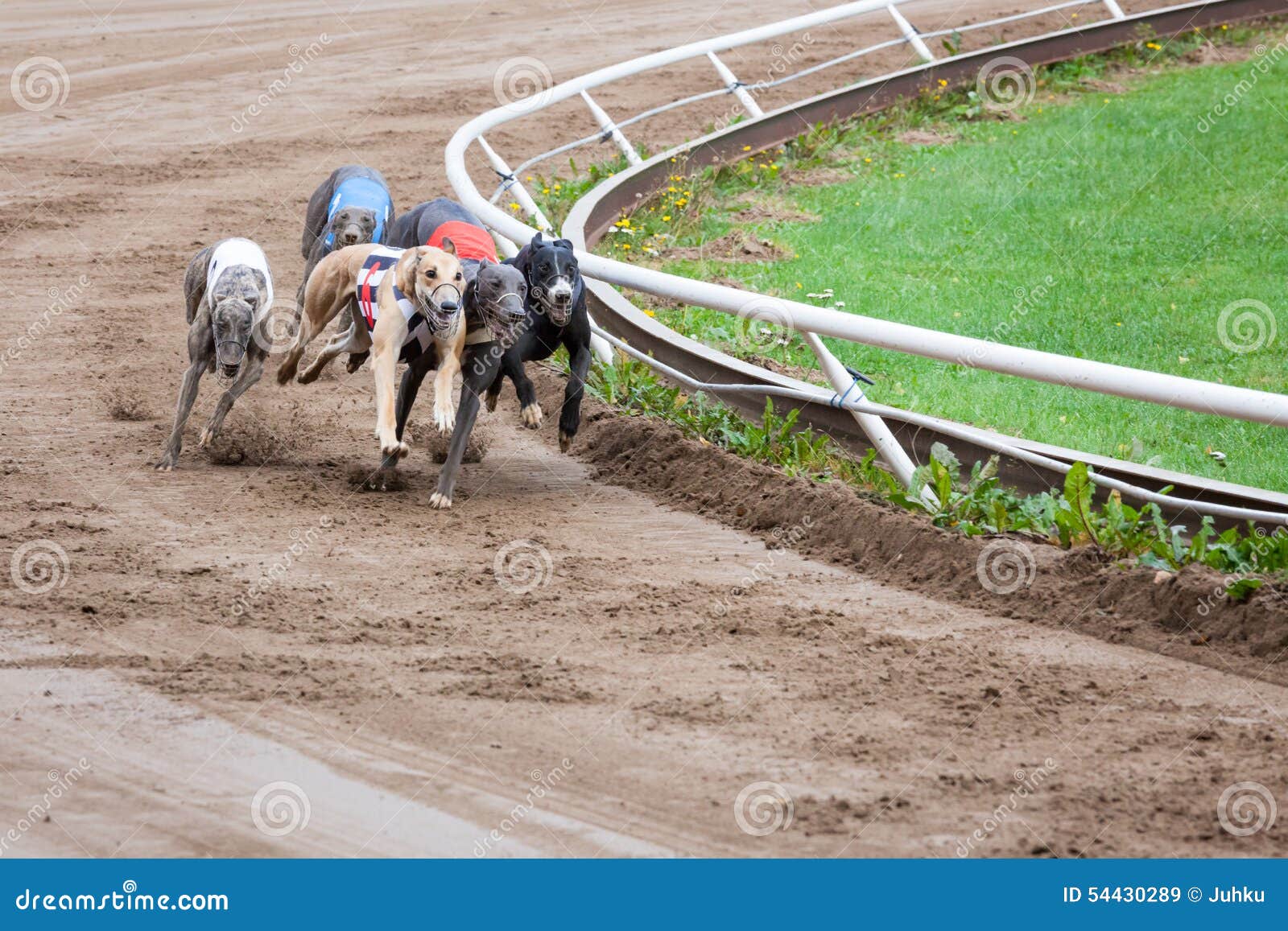 Greyhound dogs racing stock image. Image of pack, eager - 54430289