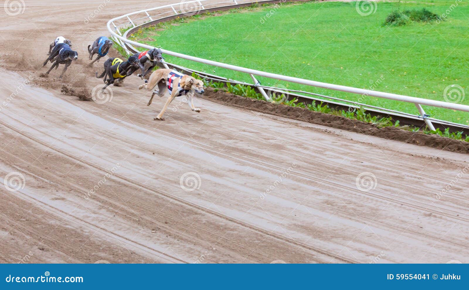Greyhound dogs racing stock image. Image of excited, running - 59554041