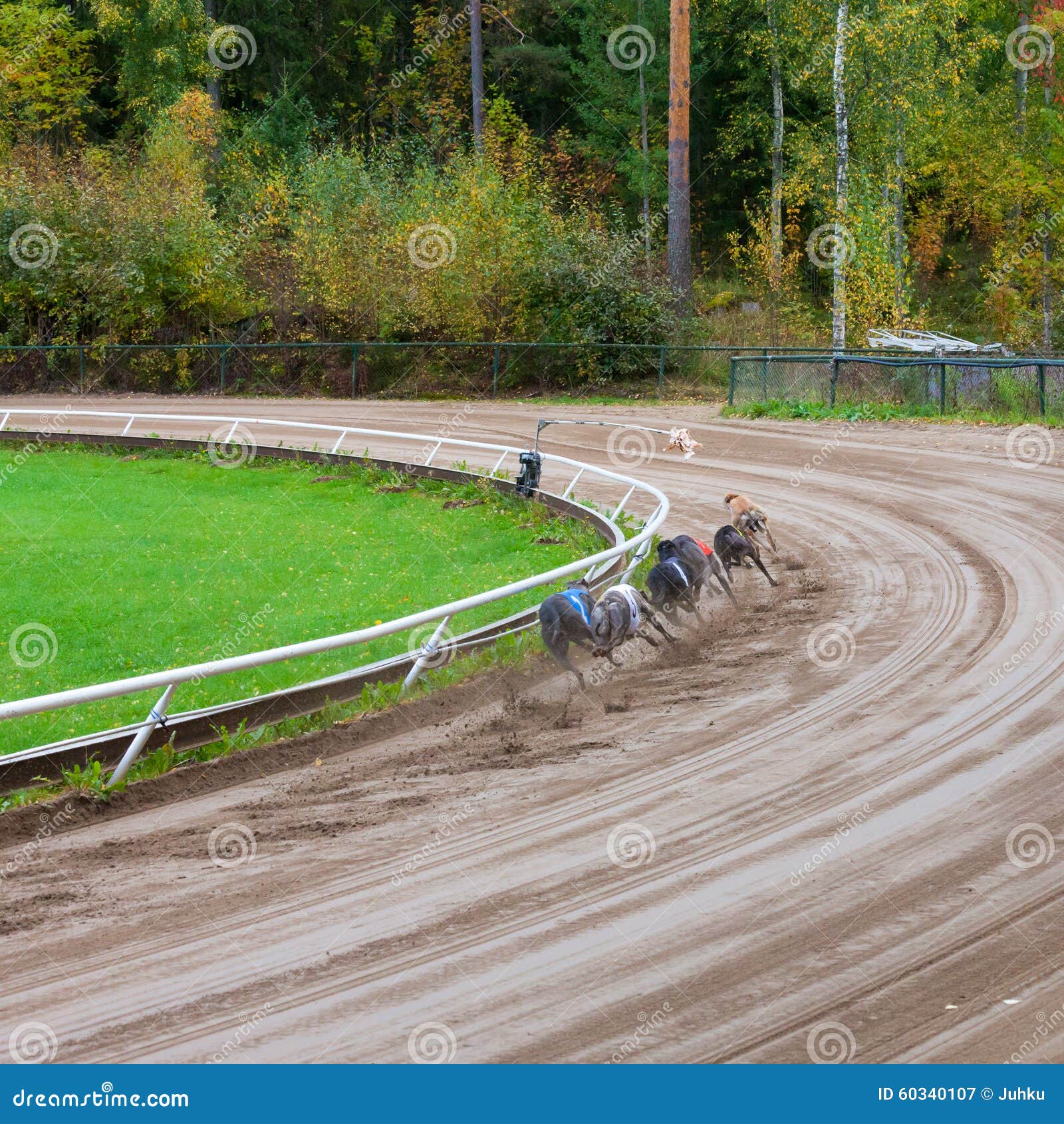 Greyhound dogs racing stock image. Image of racing, athletic - 60340107