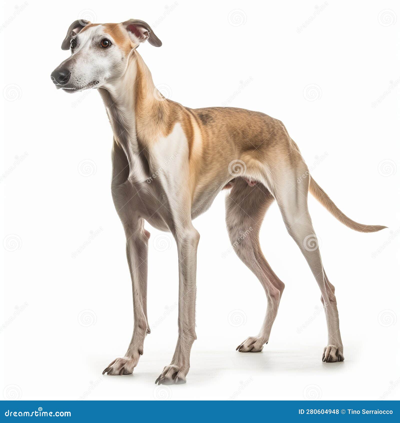 Greyhound Full Body Facing Forward Clear White Background,generated ...